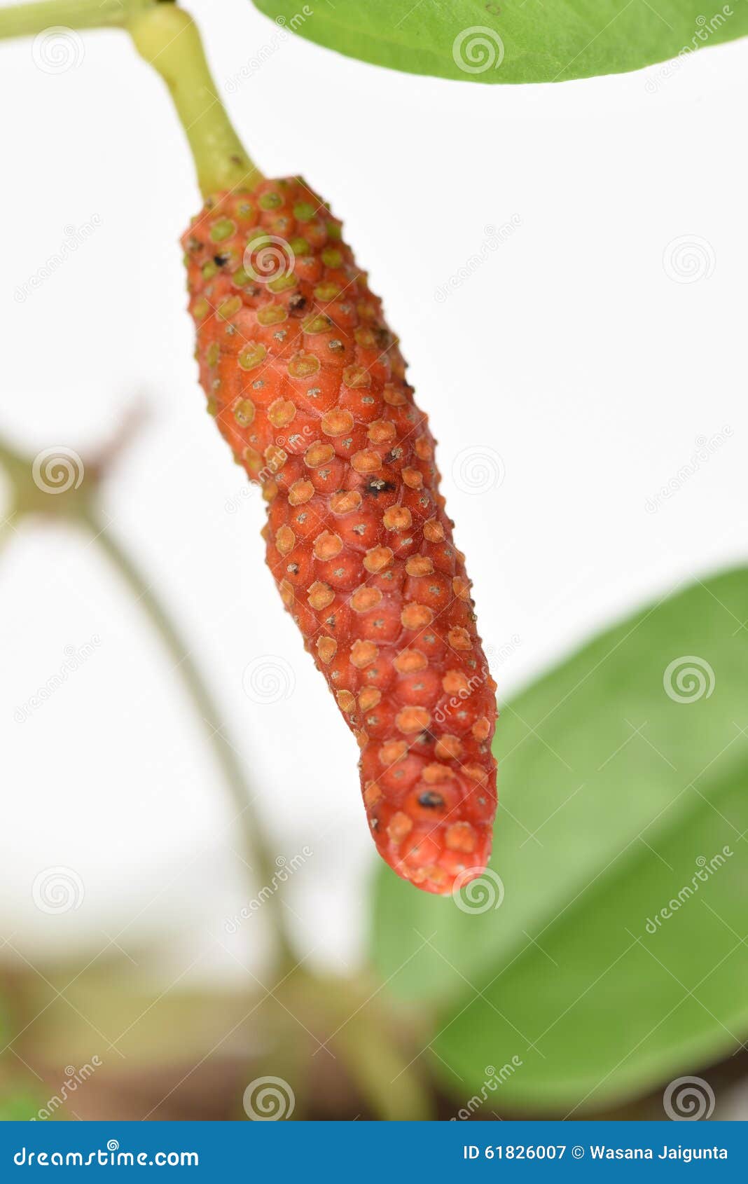 Long Pepper or Piper Longum on Tree. Stock Image - Image of black, tree ...
