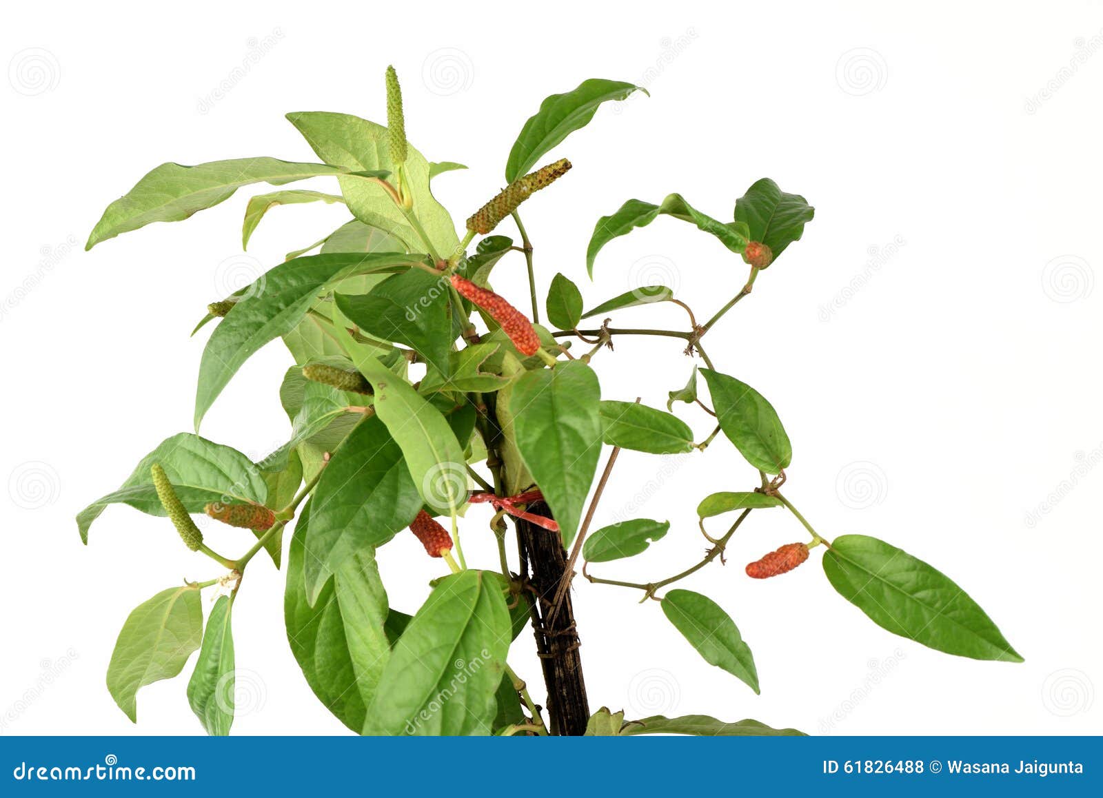Long Pepper or Piper Longum on Tree. Stock Photo - Image of asian ...