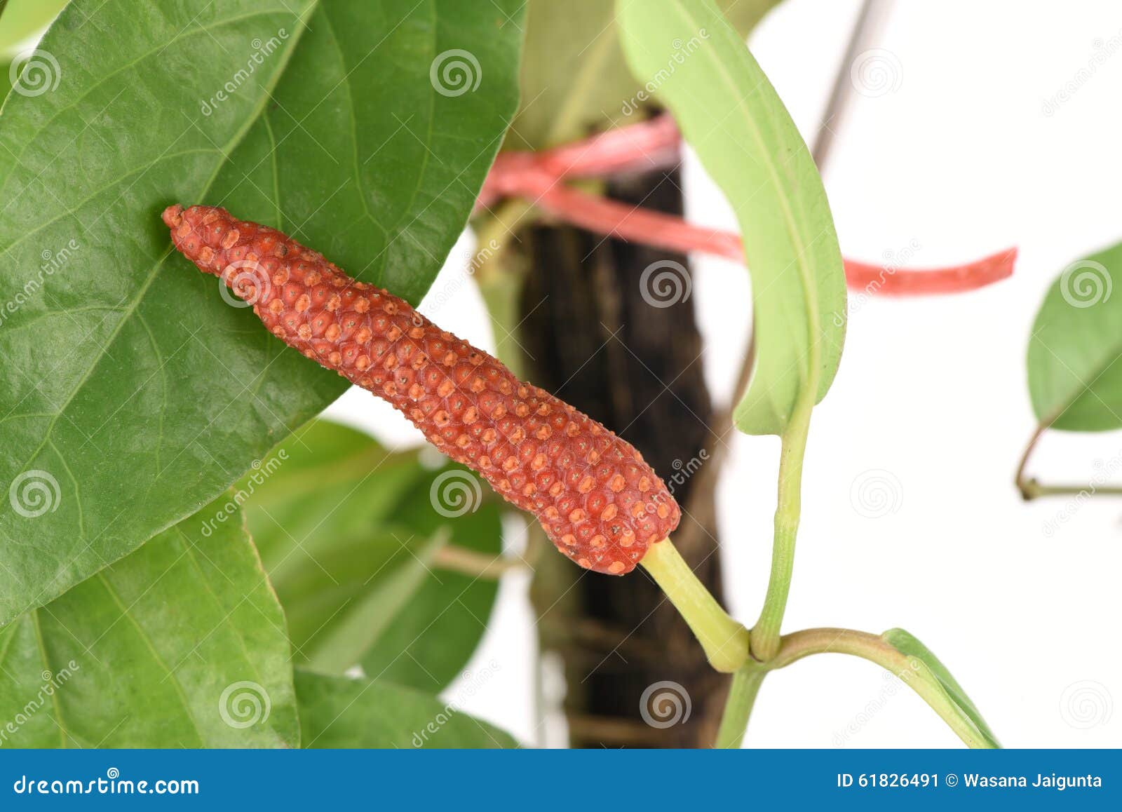 Long Pepper or Piper Longum on Tree. Stock Image - Image of aroma ...