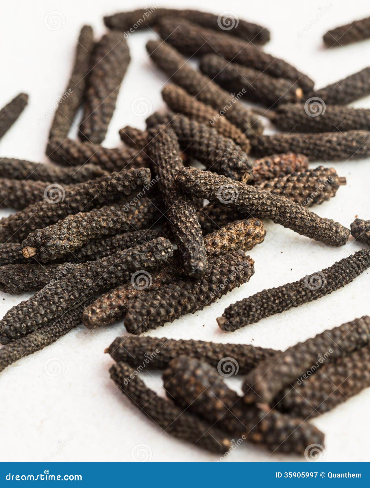 Long pepper (Piper longum) stock image. Image of white - 35905997
