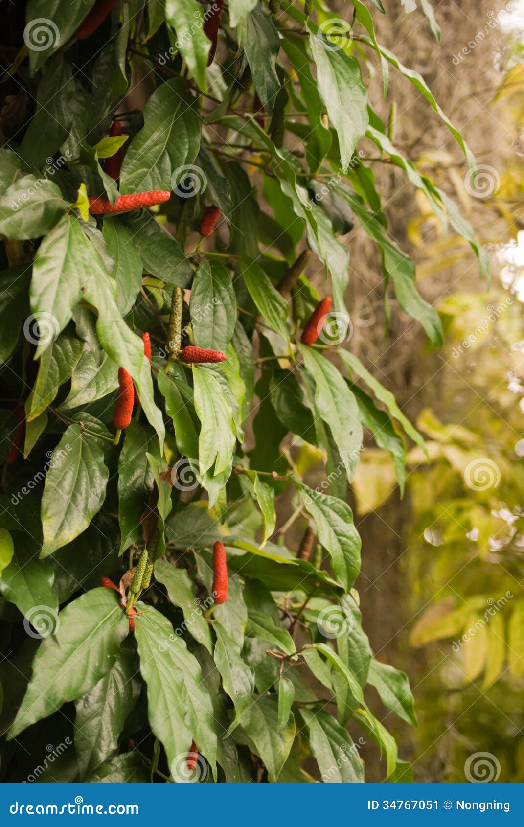 The long pepper tree stock image. Image of flavor, garden - 34767051