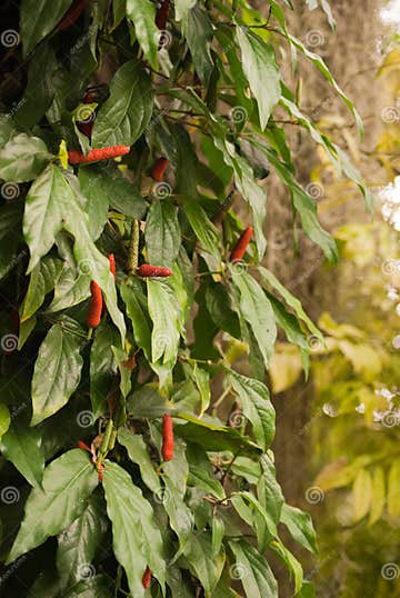 The long pepper tree stock image. Image of flavor, garden - 34767051