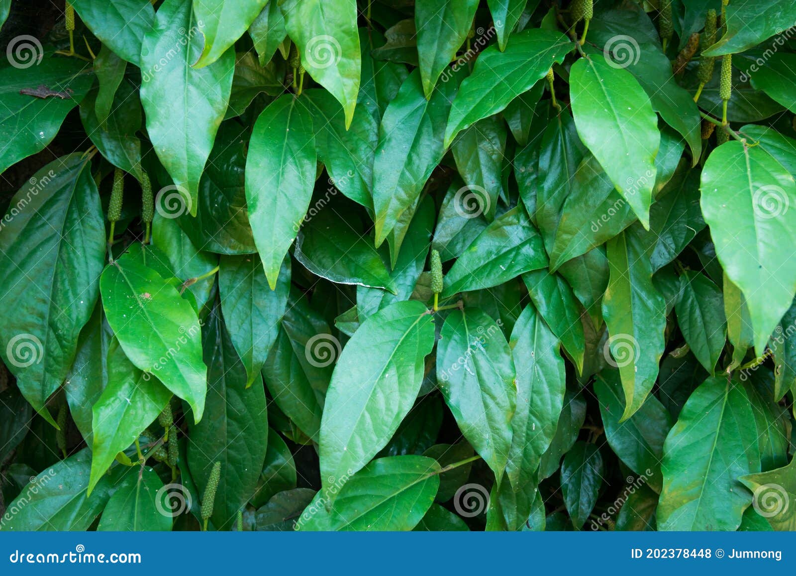 Long Pepper Tree in the Garden Stock Photo - Image of bright ...