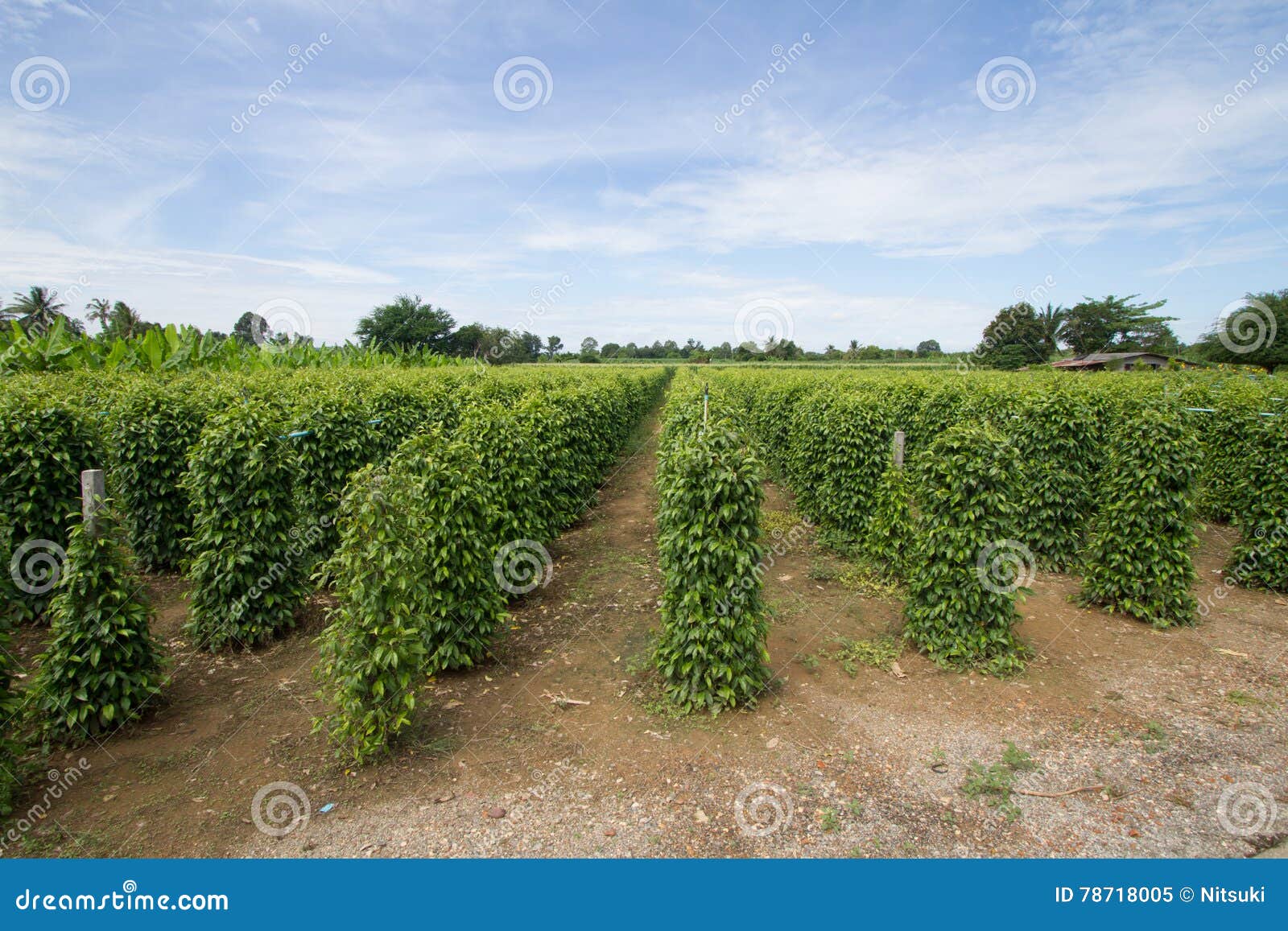 Long Pepper Tree Spices Farm Stock Image - Image of rural, tree: 78718005