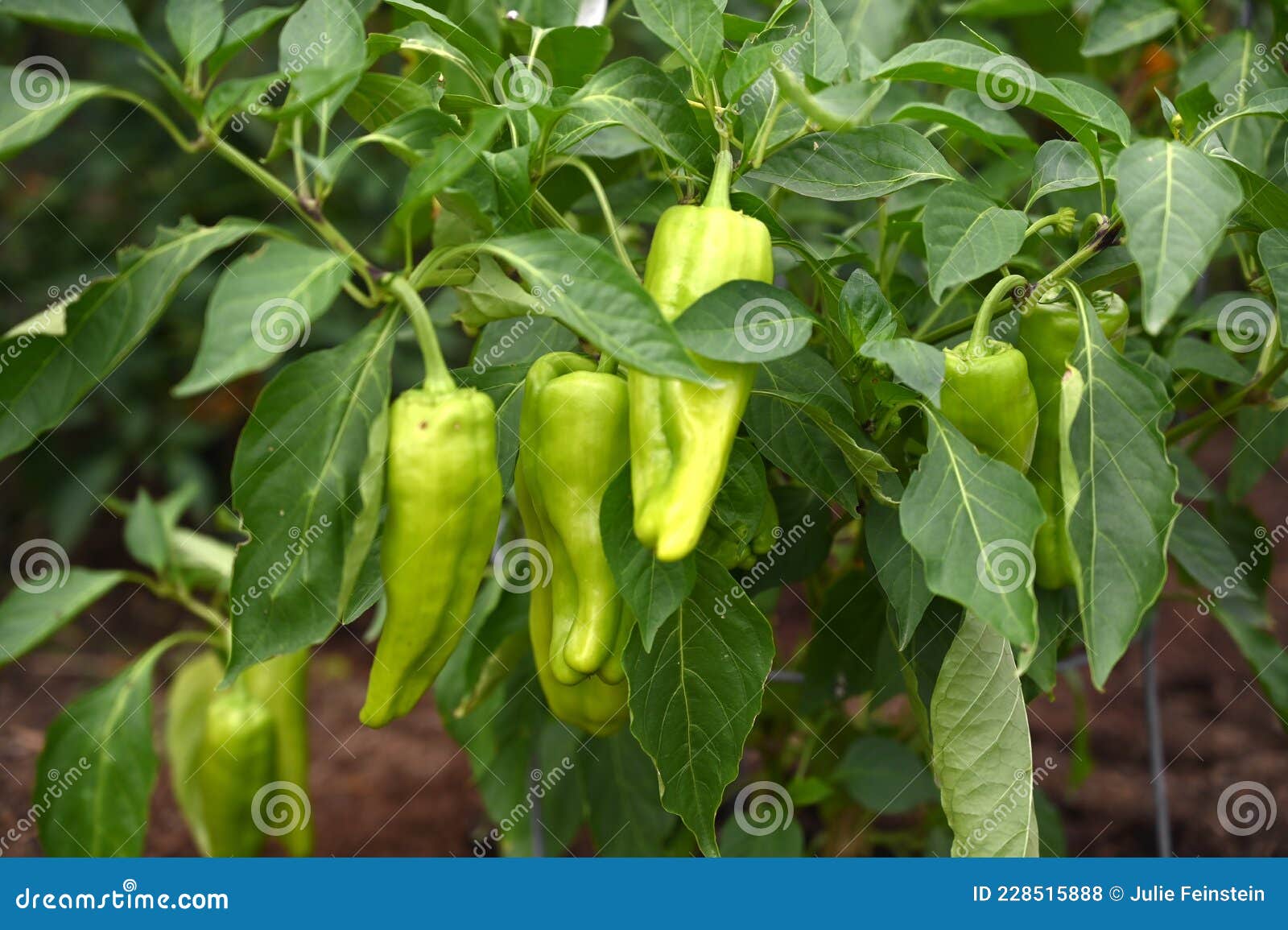 Long Peppers Growing stock photo. Image of vegetarian - 228515888