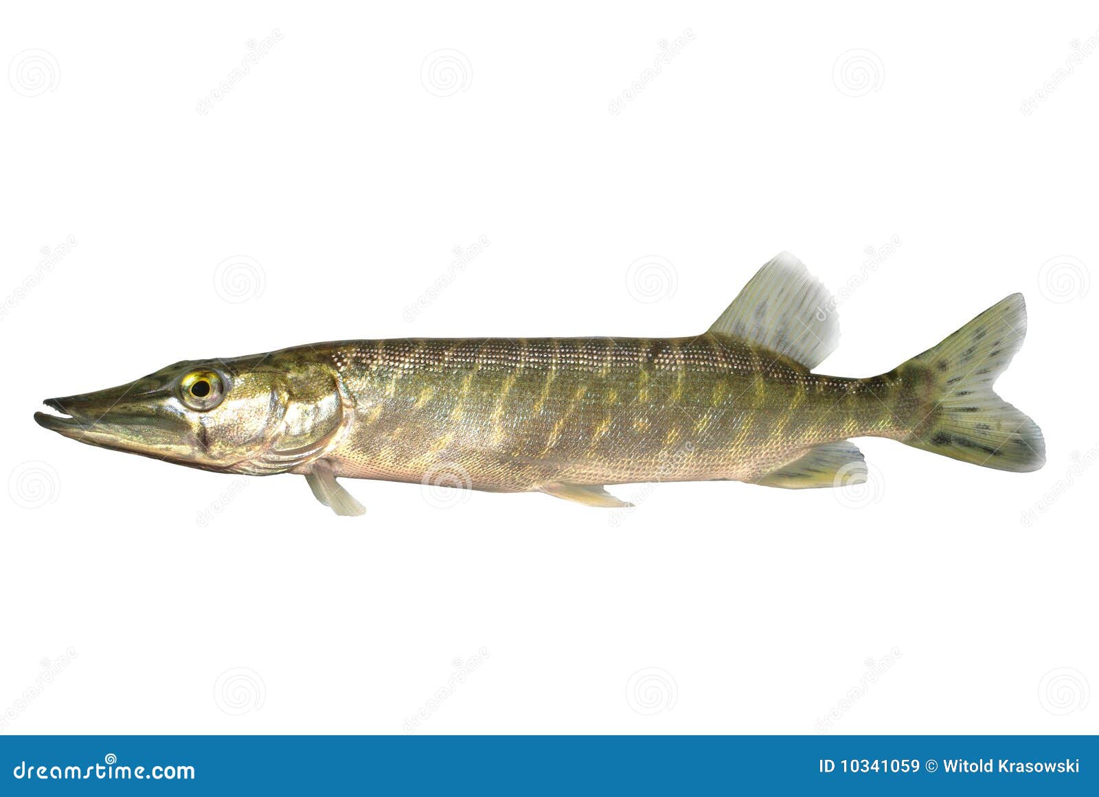 731 Long Pike Photos - Free & Royalty-Free Stock Photos from Dreamstime