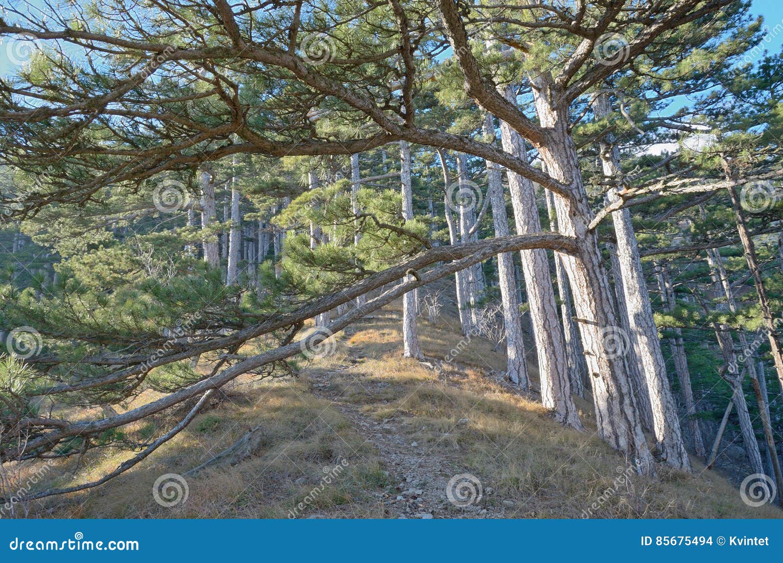 Long Pine Branches Over Forest Path Stock Photo - Image of branches ...