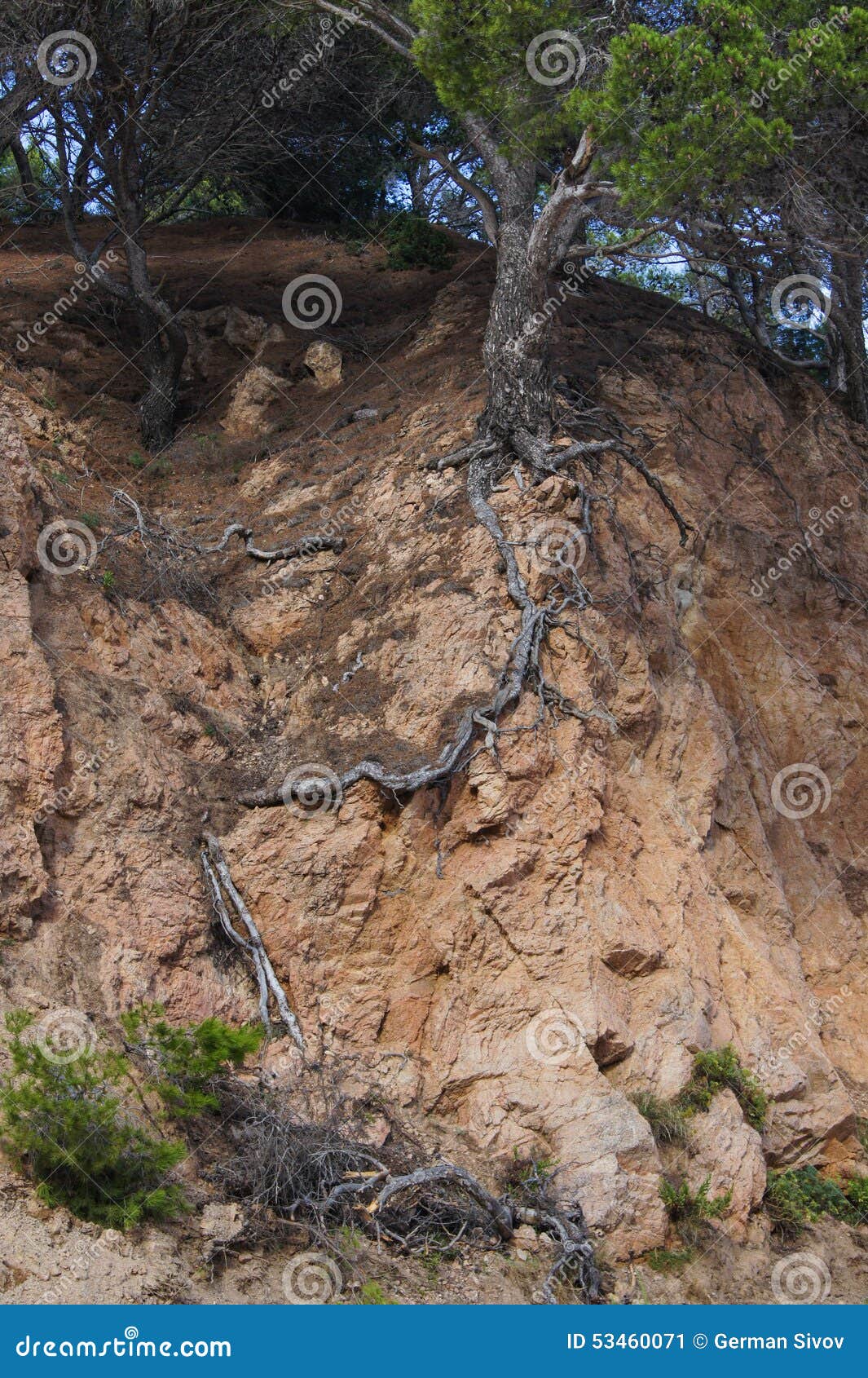 Roots Entrenched Stock Photos - Free & Royalty-Free Stock Photos from ...