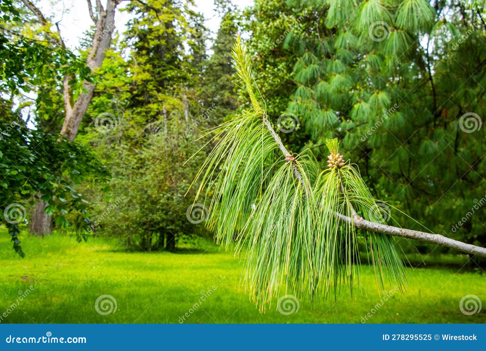 Long Pine Tree Branch with a Cluster of Pinecone Buds Stock Image ...