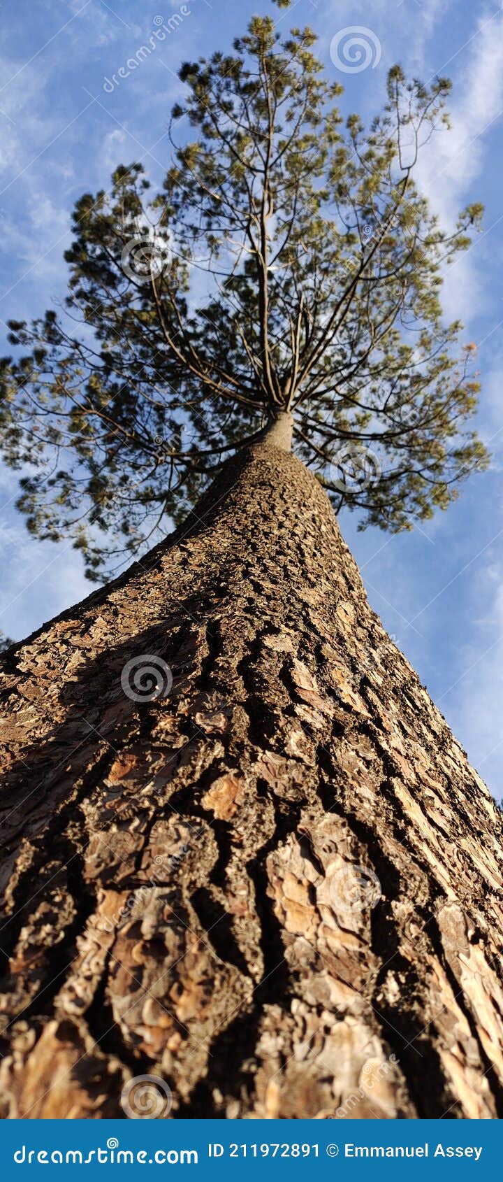 Long pine tree stock image. Image of pine, long, tree - 211972891