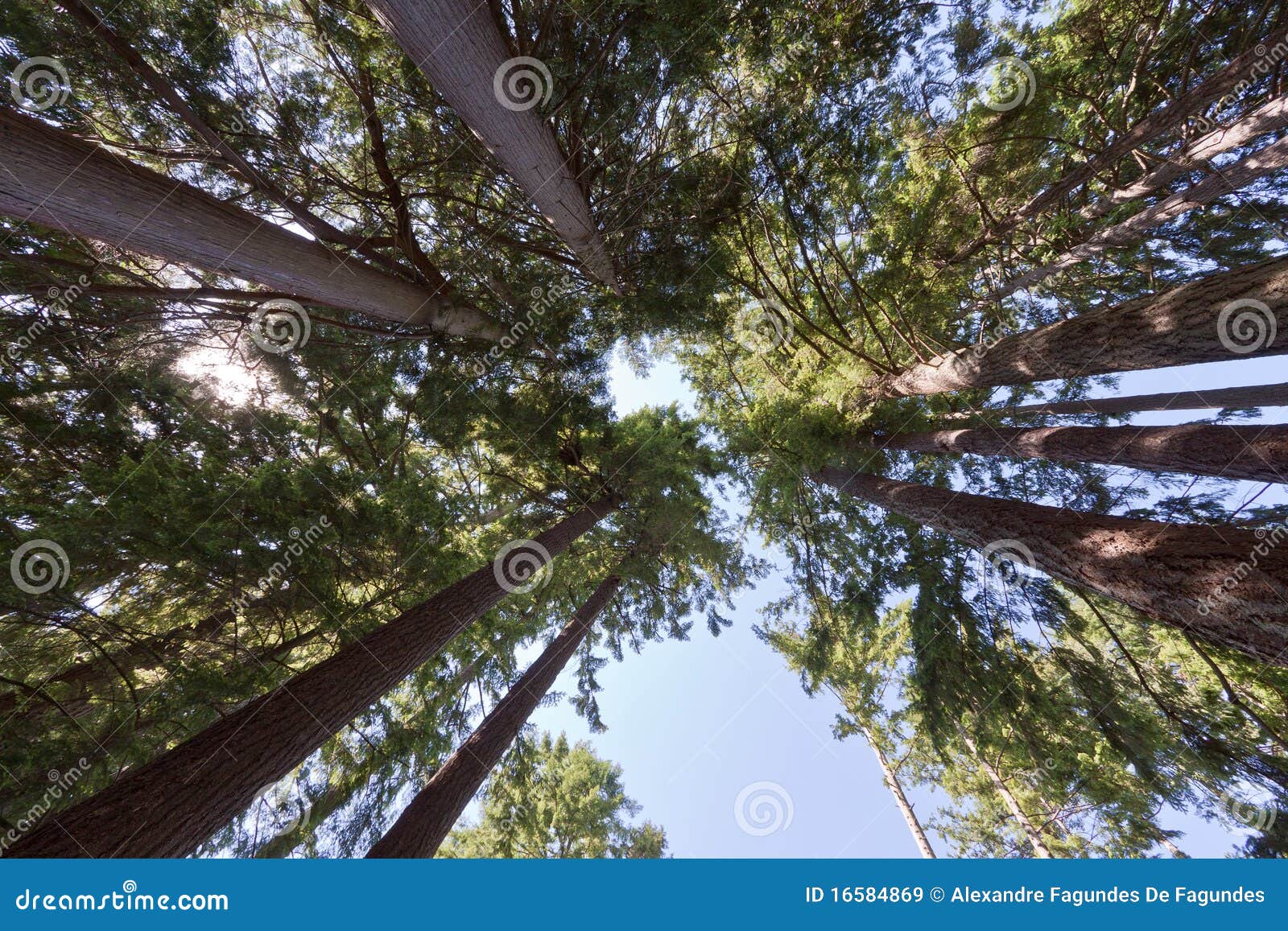Long Pine Trees stock image. Image of nature, columbia - 16584869
