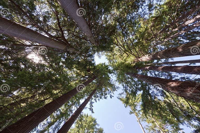Long Pine Trees stock image. Image of nature, columbia - 16584869