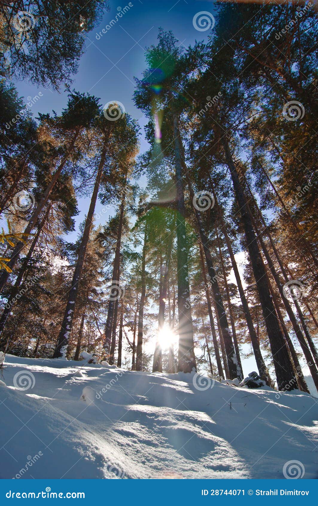 Long pine trees stock image. Image of mountain, terrain - 28744071