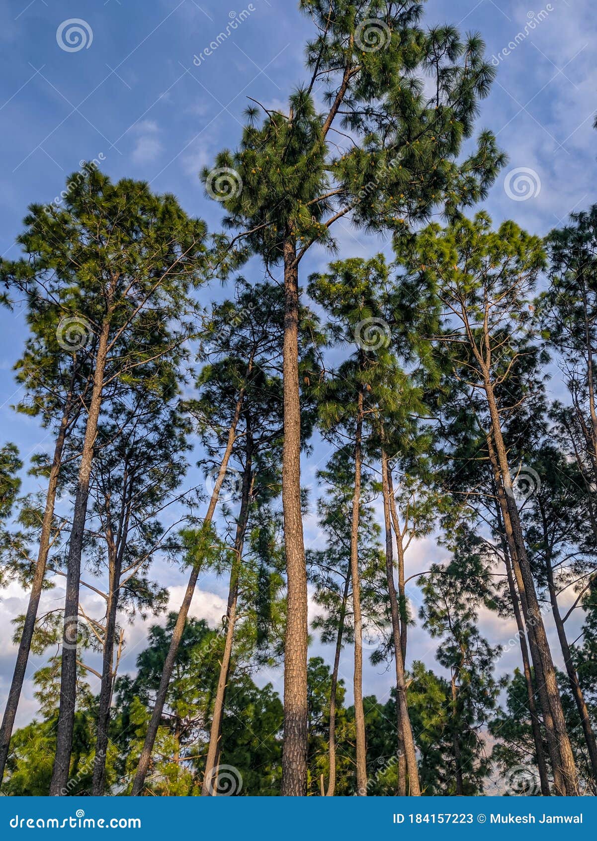 Long Pine Trees in the Dusk. Stock Image - Image of pine, dusk: 184157223