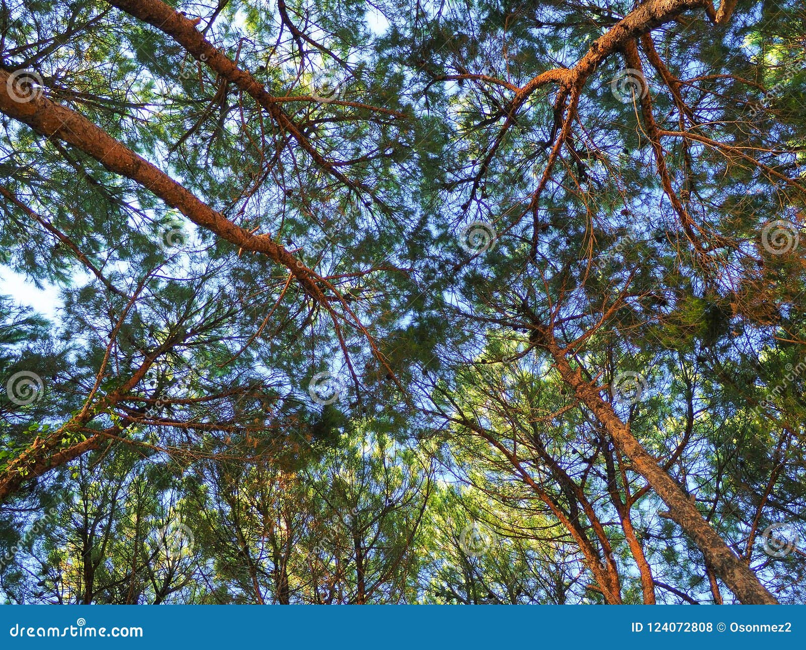 Long Pine Trees Stock Images - Download 3,949 Royalty Free Photos