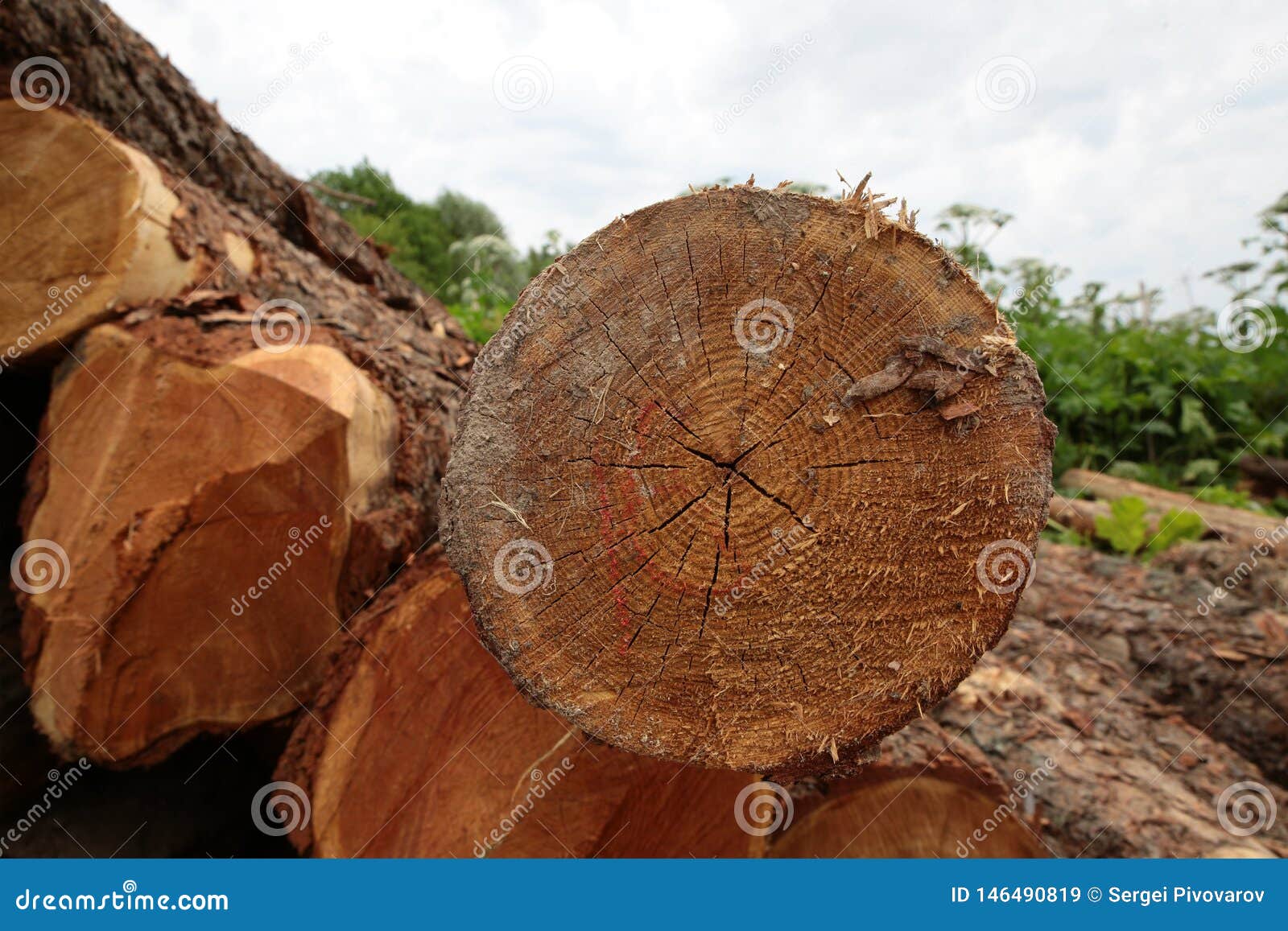Long Pine Trunks on Logging Close Up Weathered, Trunk Saw Cut Pattern ...