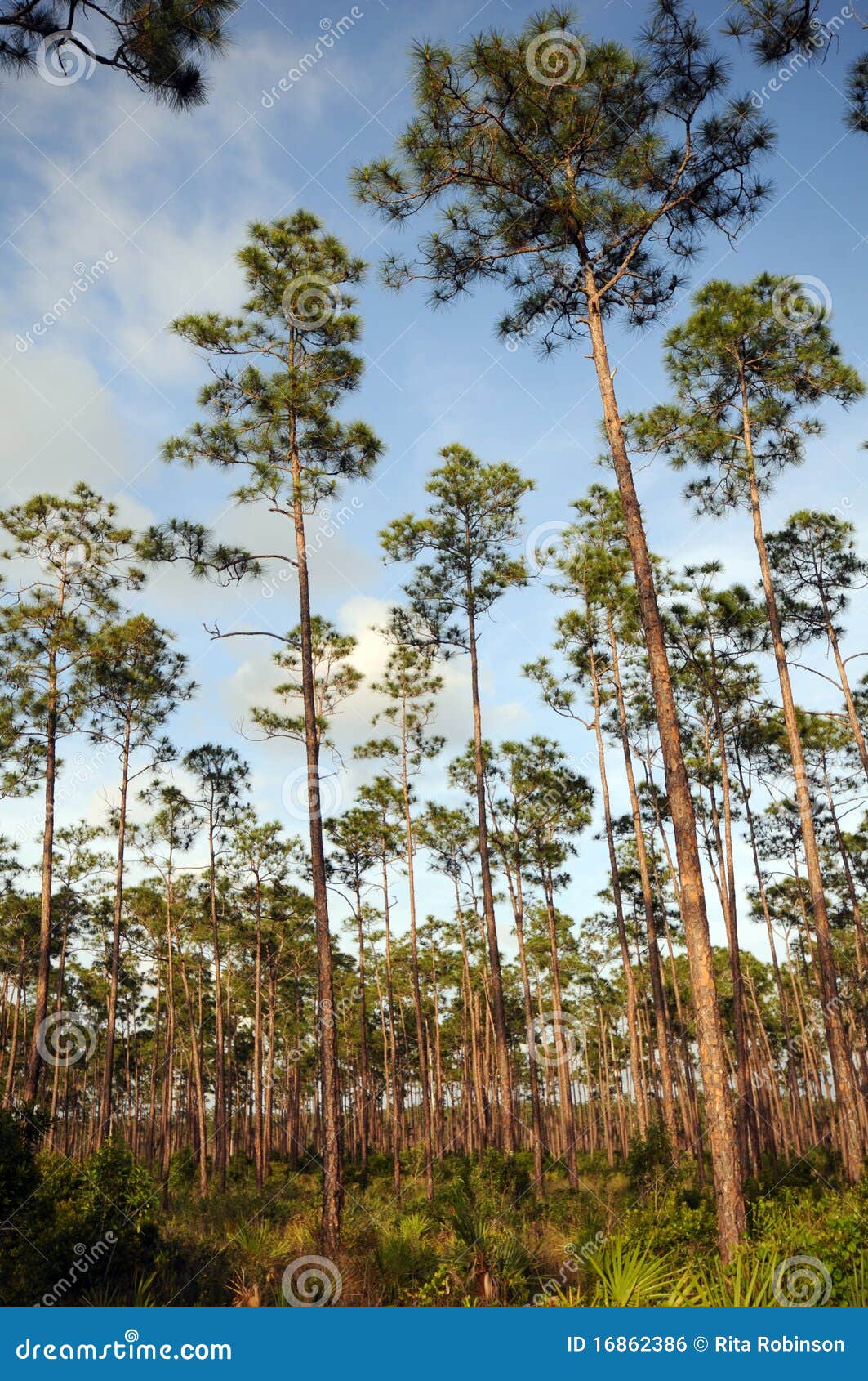 Long pines Everglades stock photo. Image of outdoors - 16862386