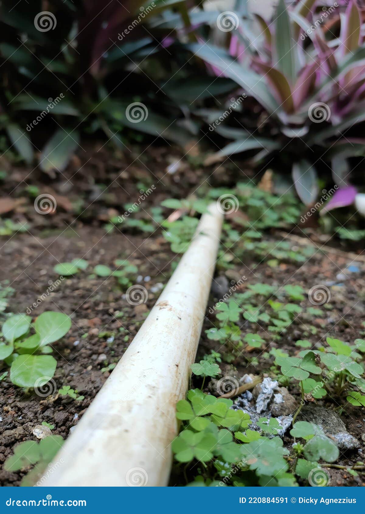 Long Pipe and Green Culture Stock Image - Image of branch, woodland ...