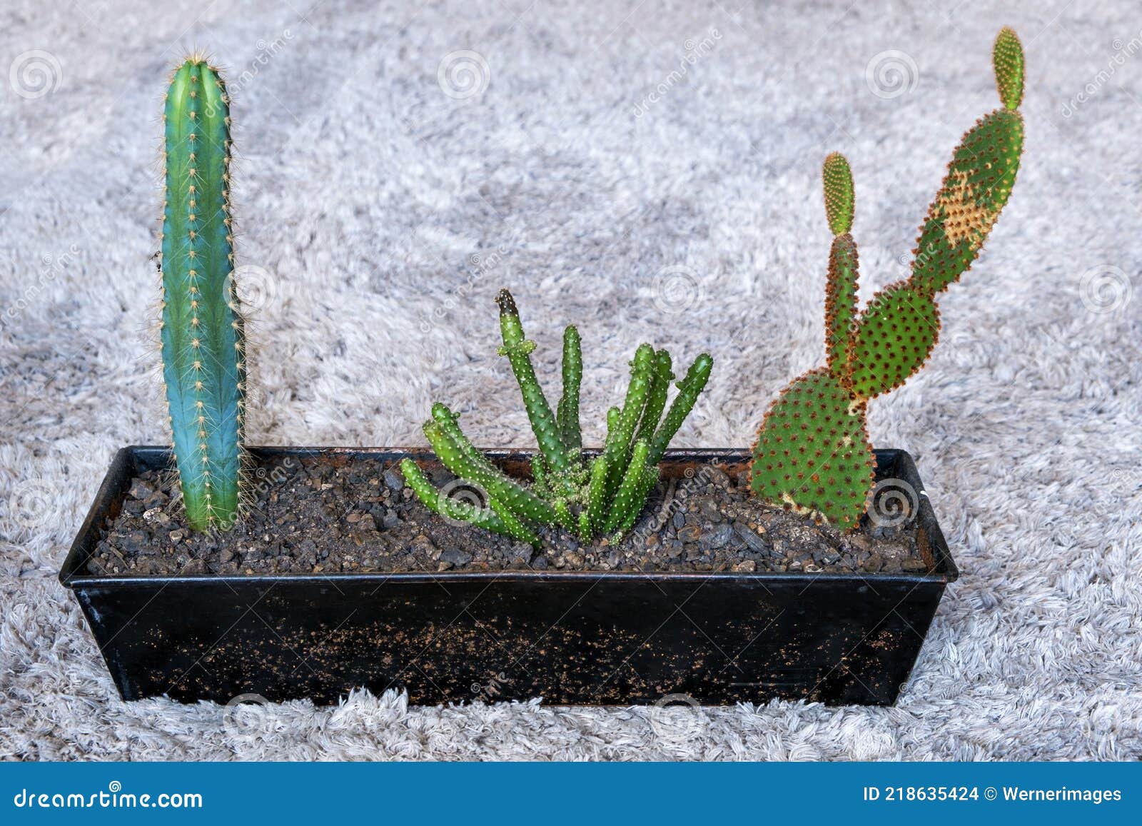 Long Pot with Three Different Cactus on White Carpet Stock Photo ...