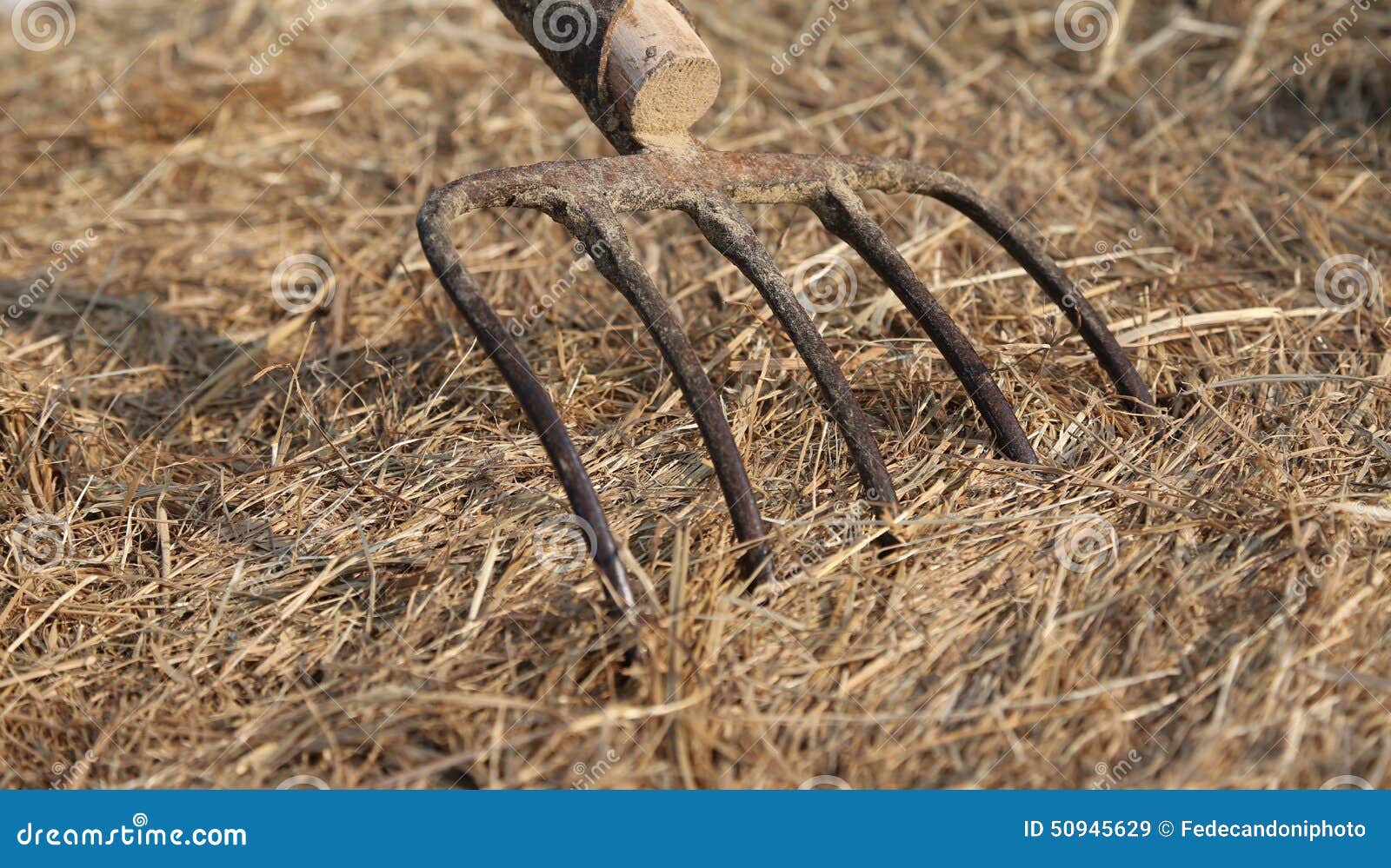 Farming Pitchfork In Hay