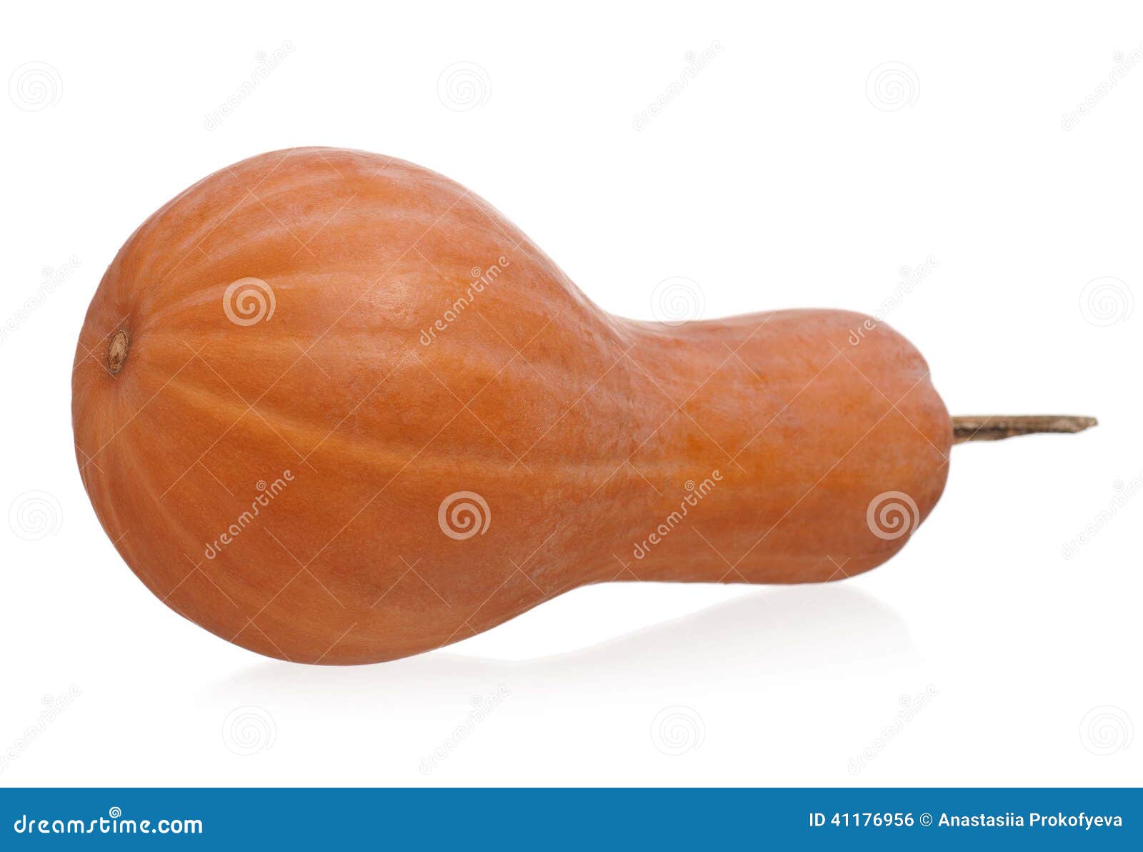 Long pumpkin stock photo. Image of natural, breakfast - 41176956