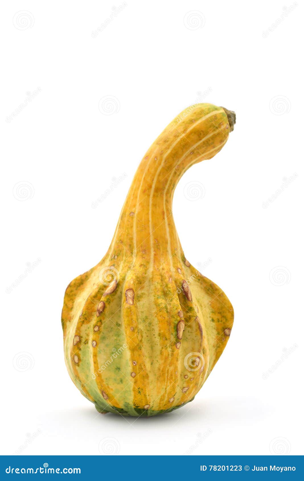 Long pumpkin stock image. Image of food, dieting, nutritious - 78201223
