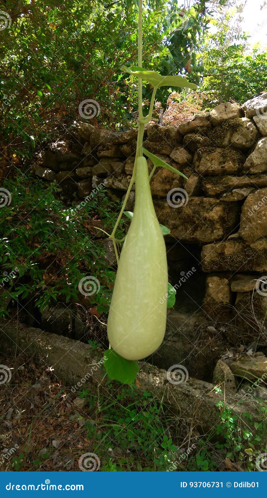 Long pumpkins stock image. Image of hanging, leaves, colorful - 93706731