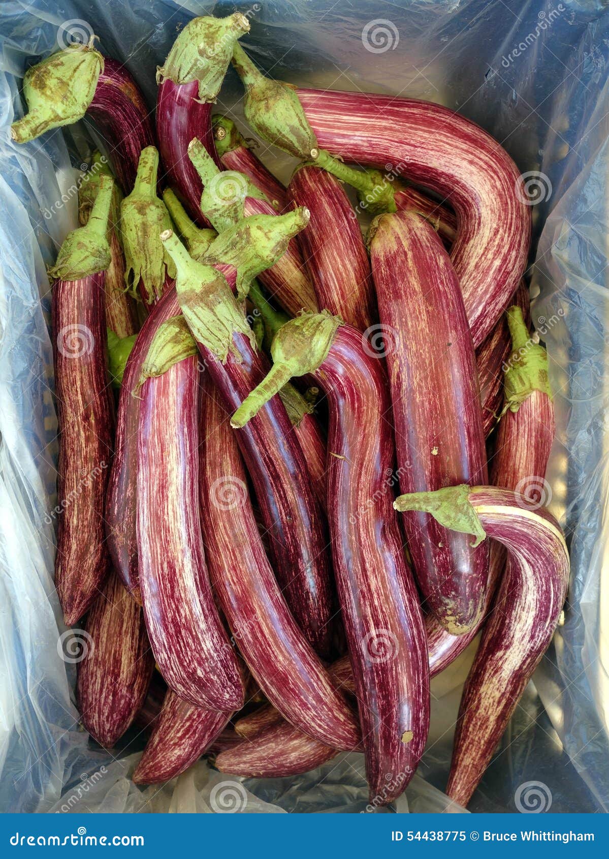 Long Purple Eggplants stock image. Image of garden, fruit - 54438775