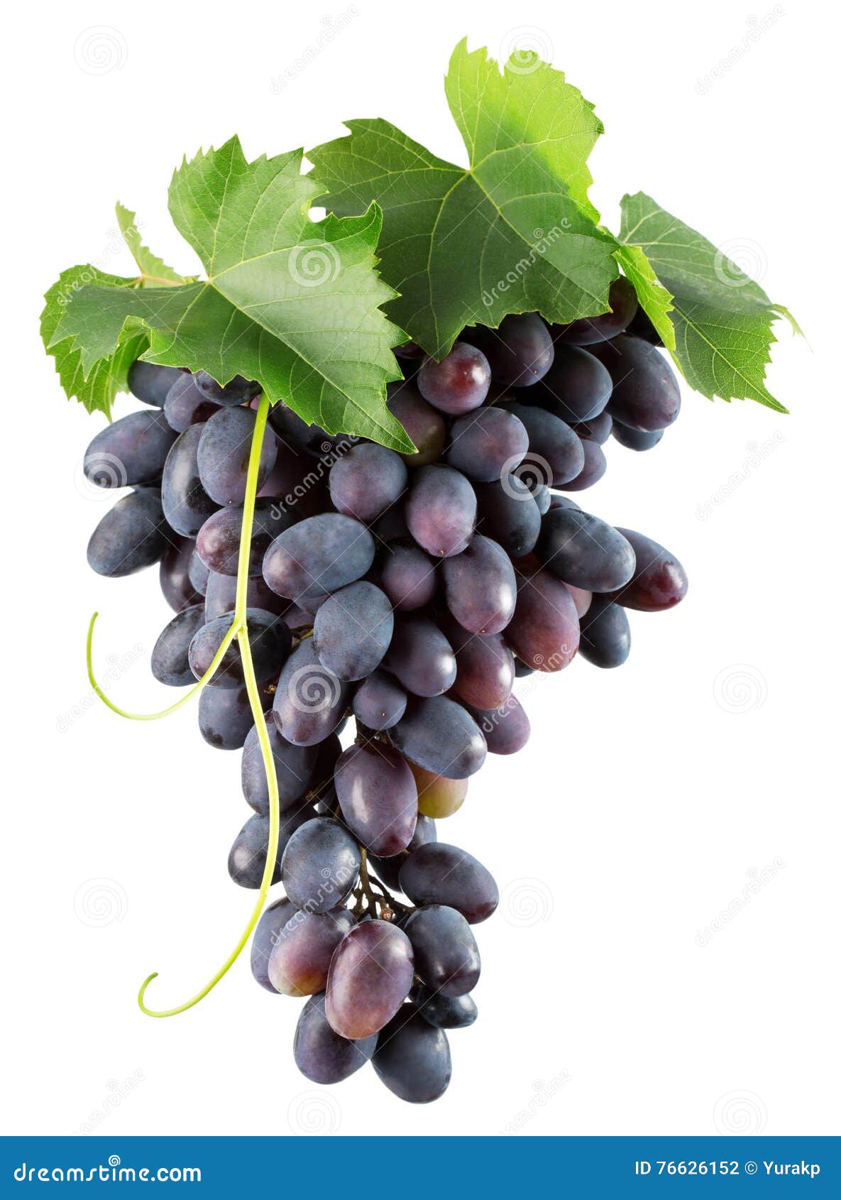 Long Purple Grapes Isolated on the White Background Stock Photo - Image ...