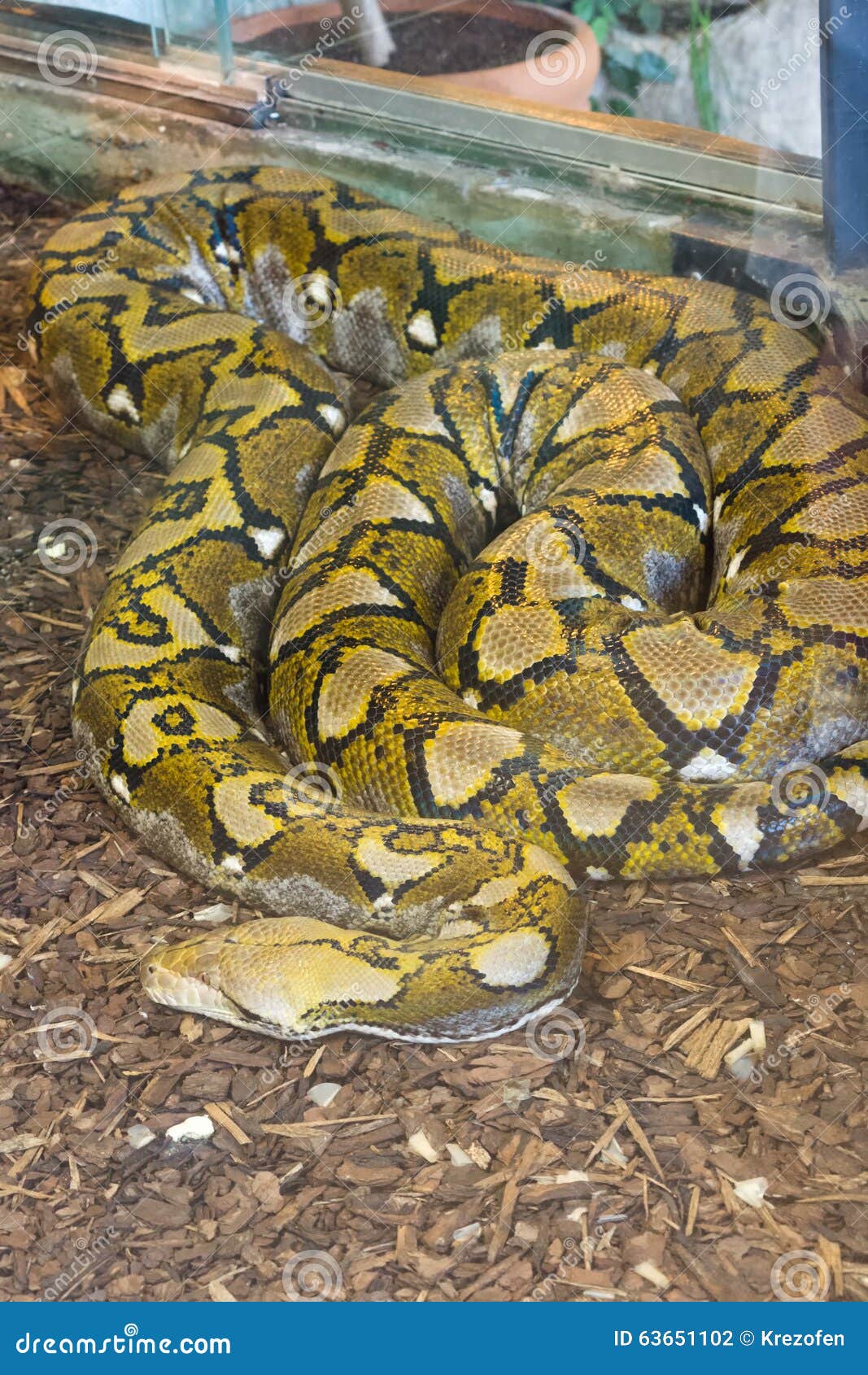 Long python stock photo. Image of burmese, long, python - 63651102