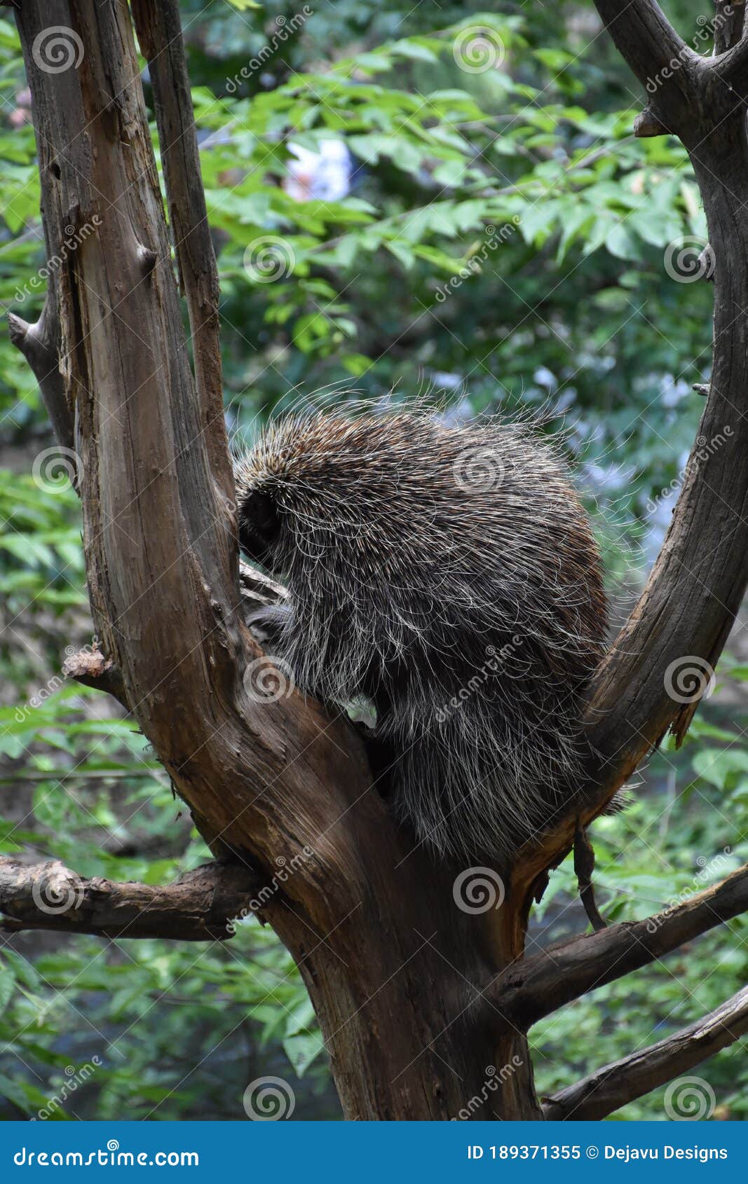 Long Quills on the Back of a Porcupine Stock Image - Image of north ...