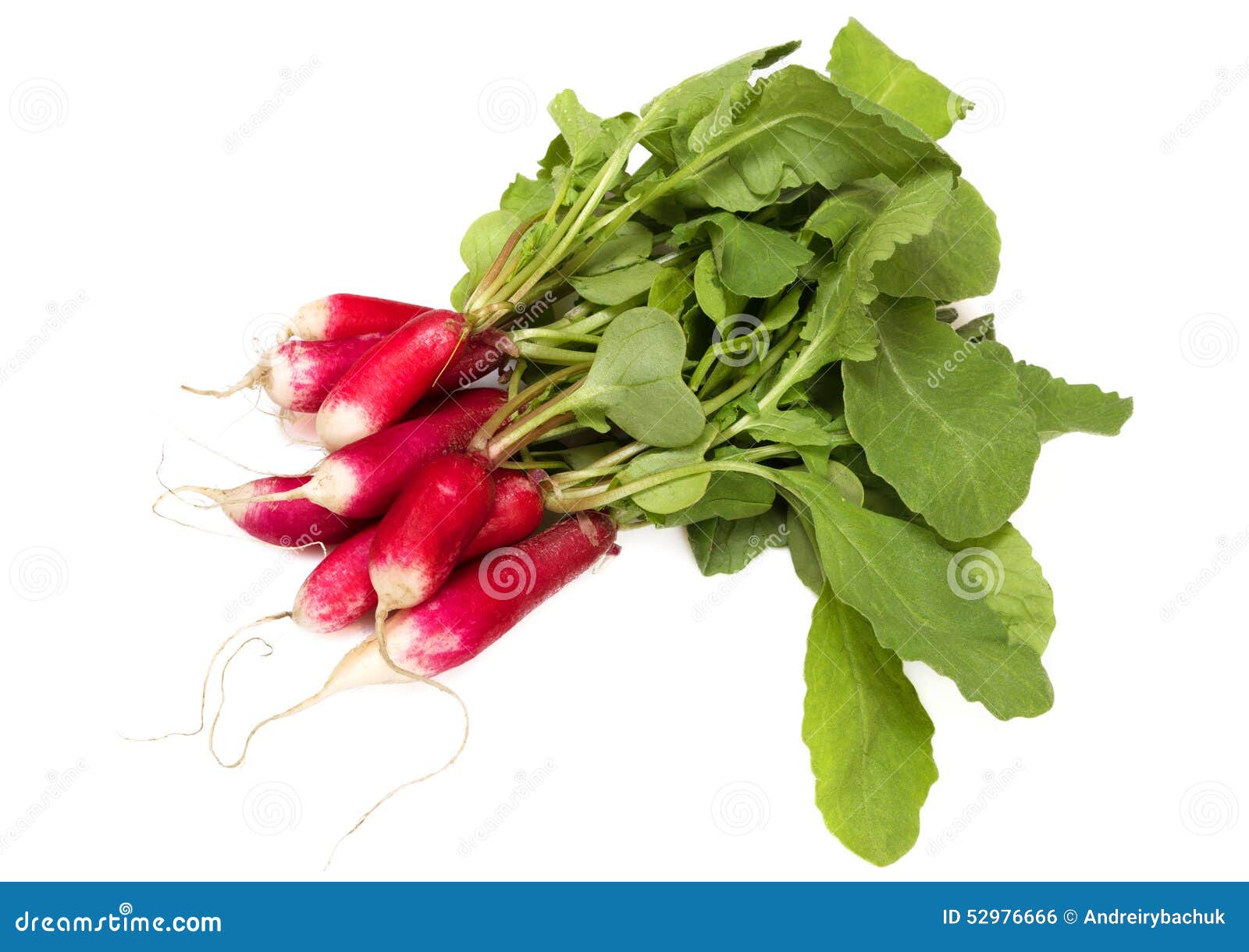 Long radis rouge frais photo stock. Image du normal, groupe - 52976666