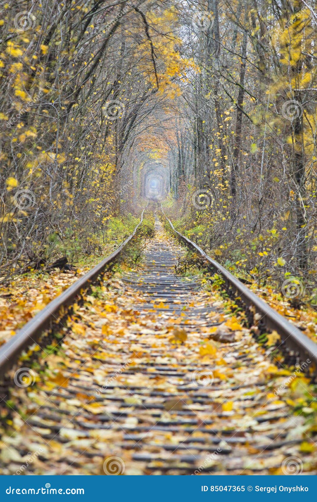 Long rail way in forest stock image. Image of panorama - 85047365