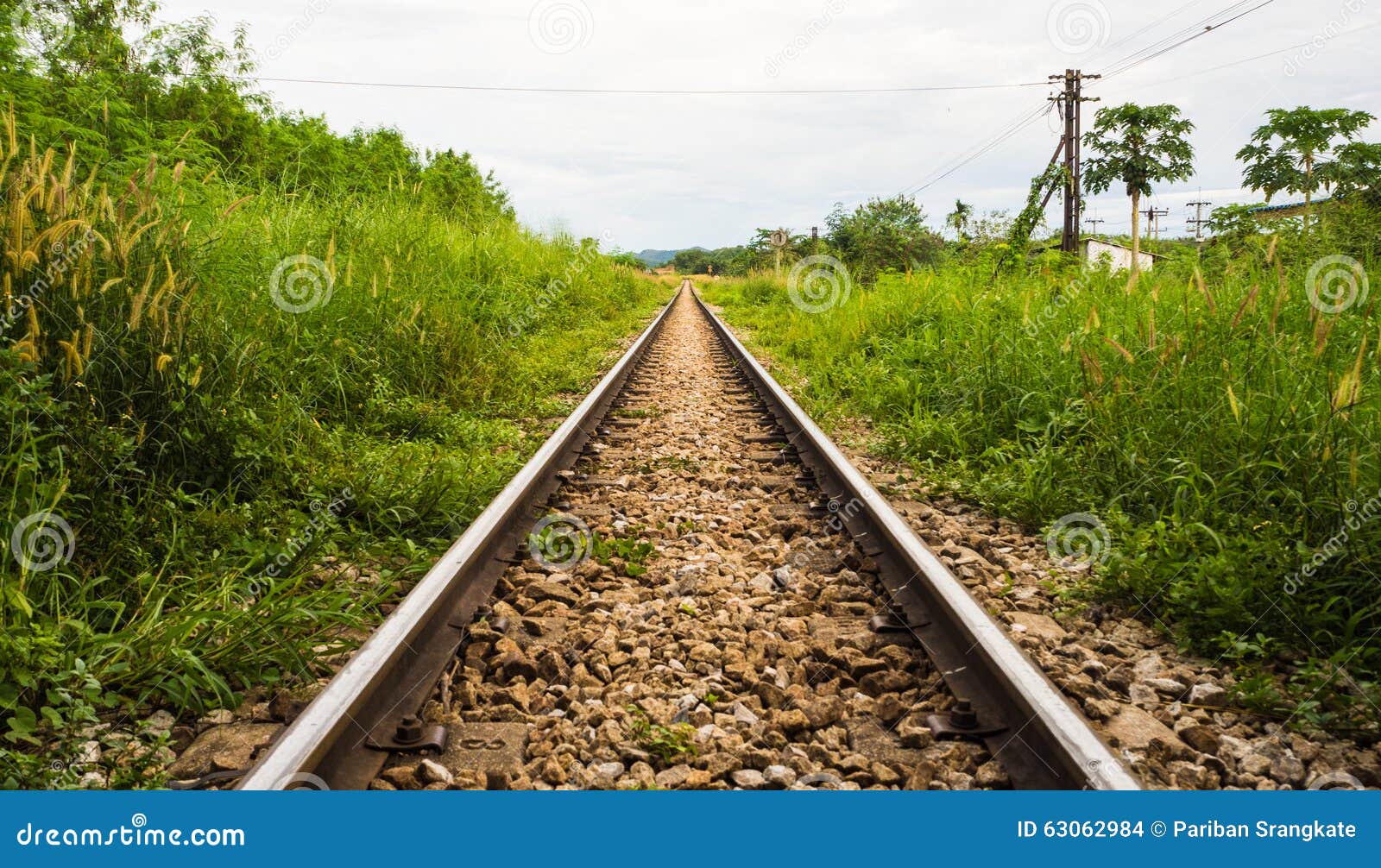 Long rail way stock photo. Image of rail, grasses, grass - 63062984