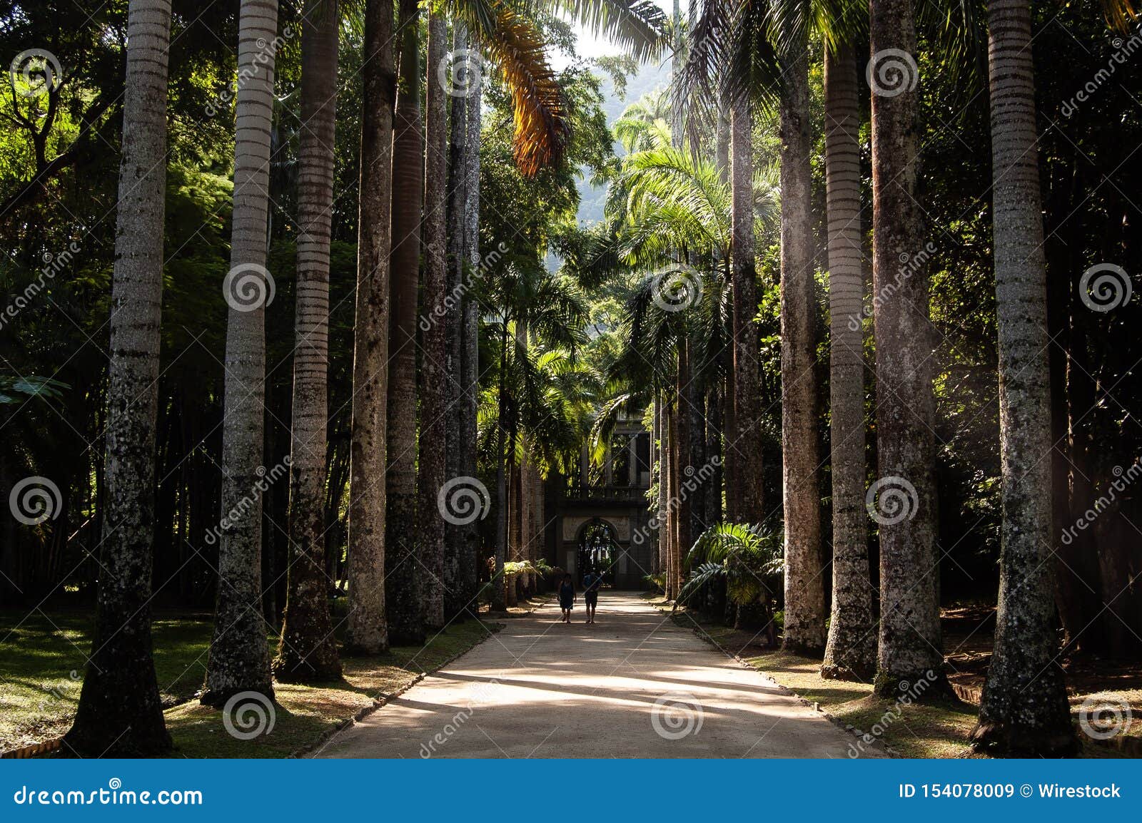 Long Range Shot of Two People Walking on a Pathway in Middle of Coconut ...