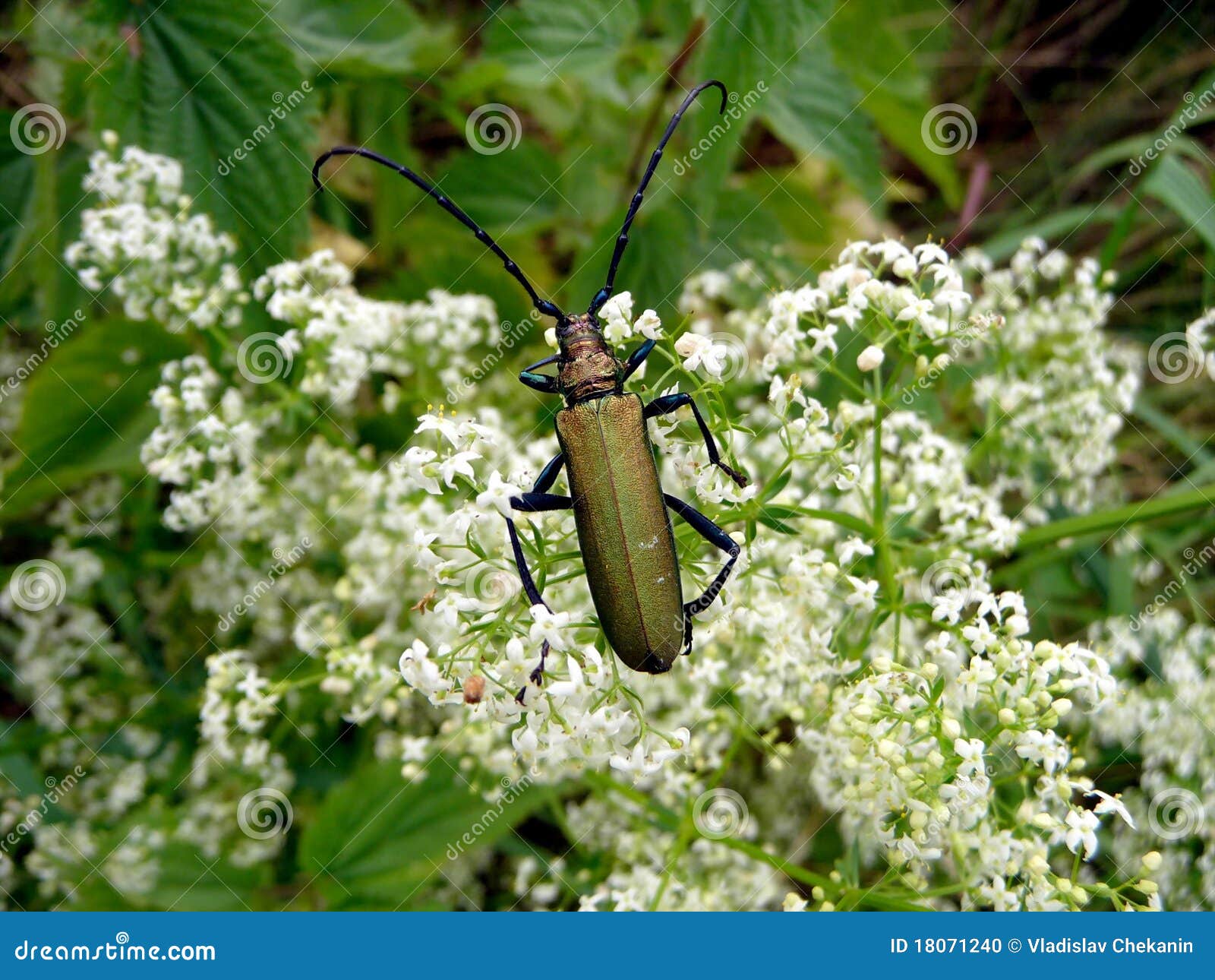 Long red beetle stock photo. Image of nature, tentacle - 18071240