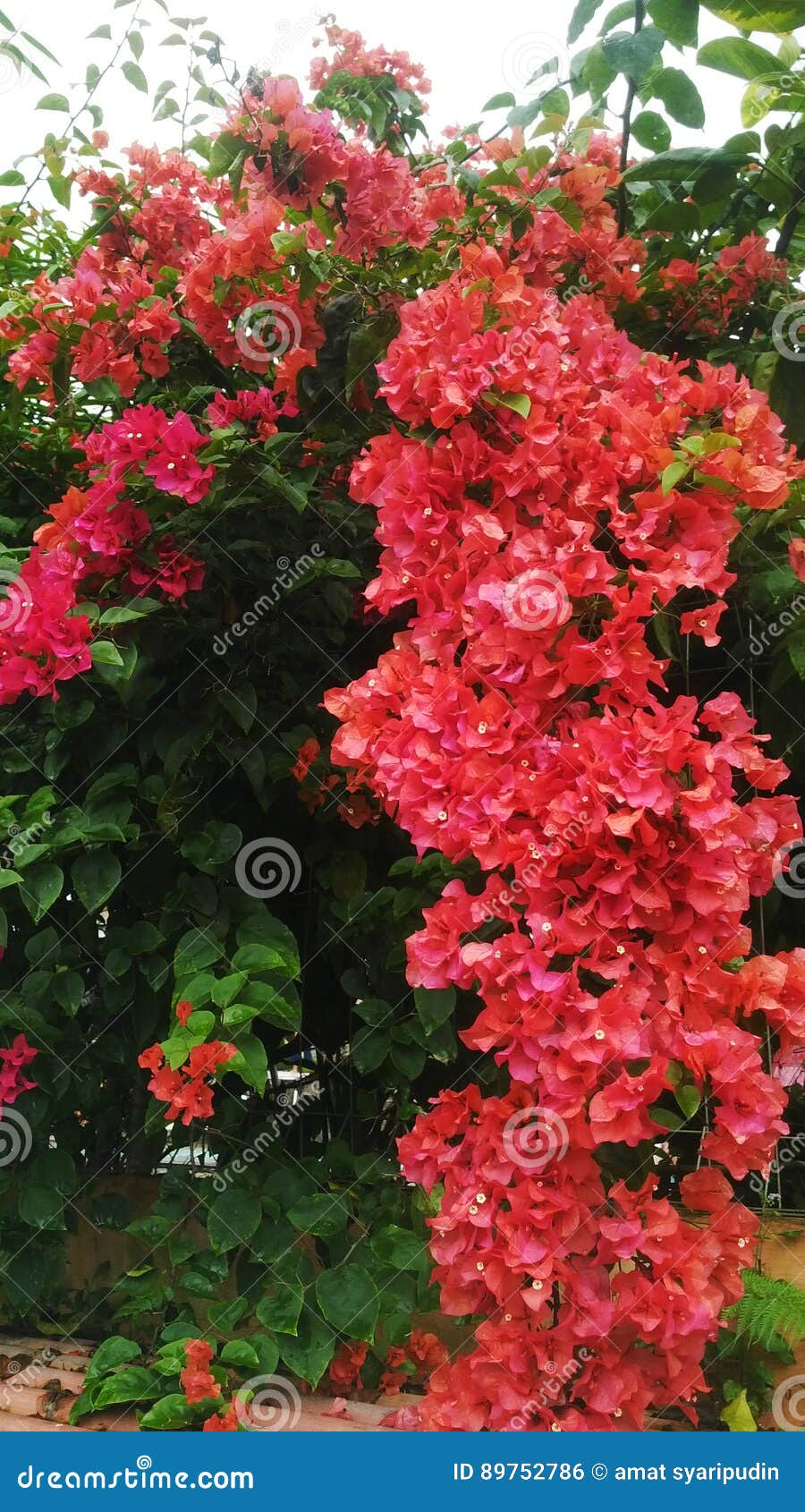 Long red flowers stock photo. Image of gardens, flower - 89752786