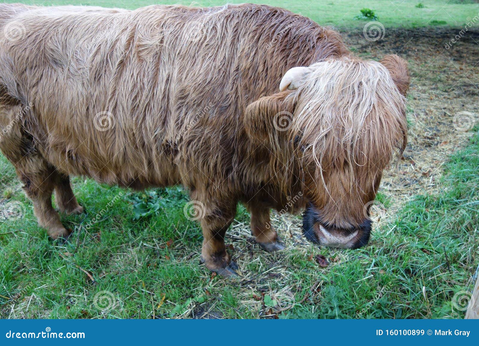 Long Red Haired Bull stock image. Image of horns, long - 160100899