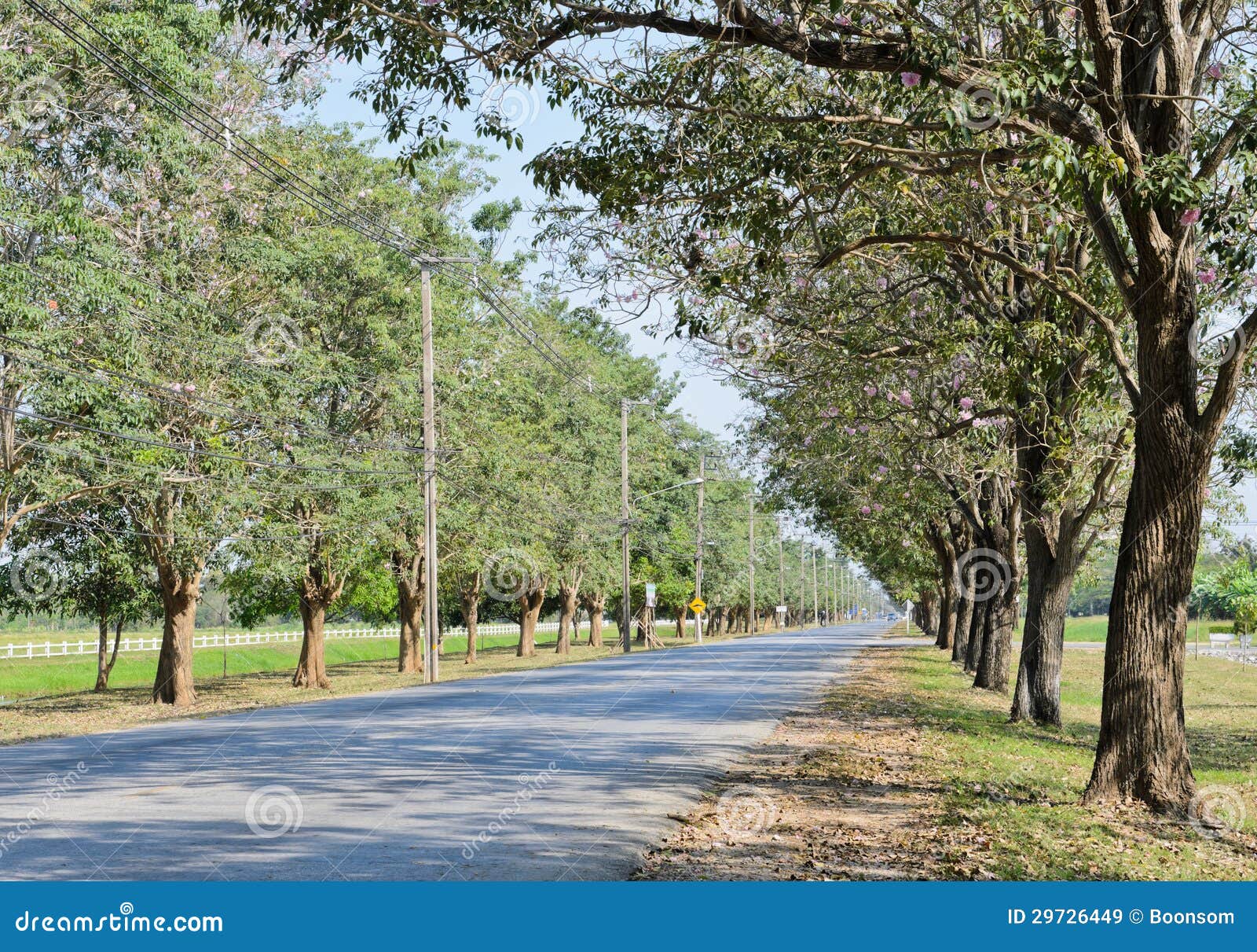 Road along with trees stock image. Image of path, carriageway - 29726449