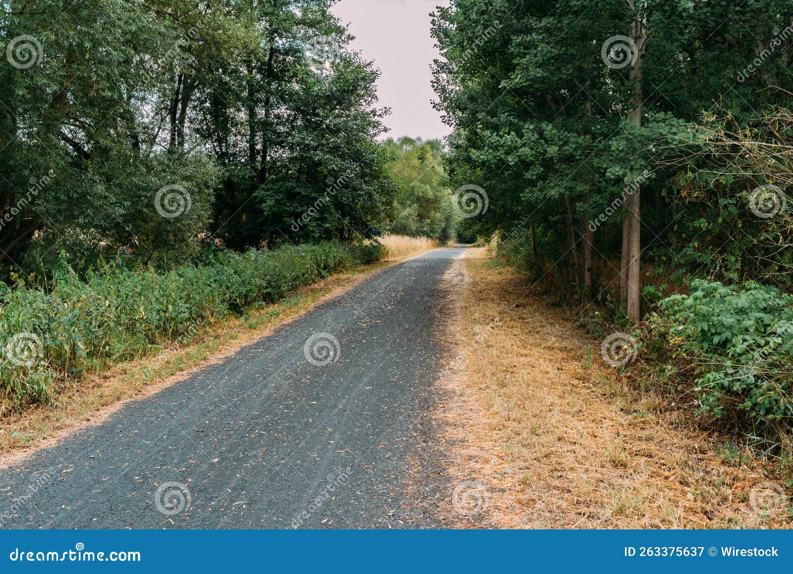 Long Road with Beautiful Trees and Grass by Its Side. Stock Image ...