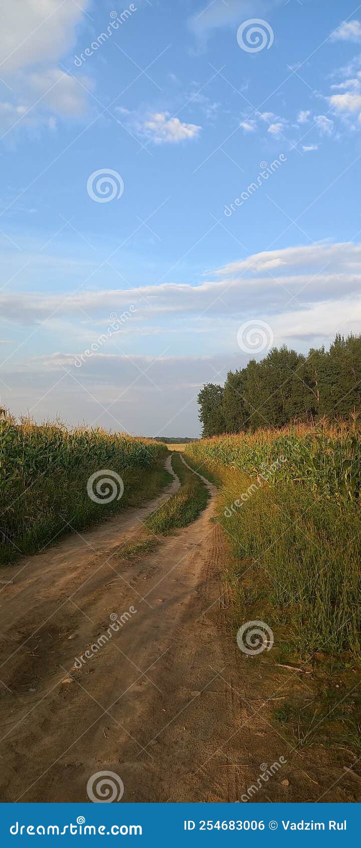 The Long Road between Fields of Corn Stock Photo - Image of meadow ...