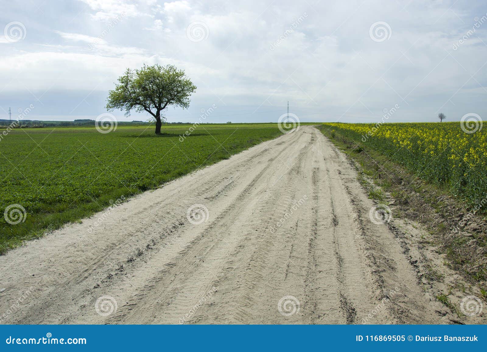 Long Road through Fields and Lonely Tree Stock Image - Image of ...