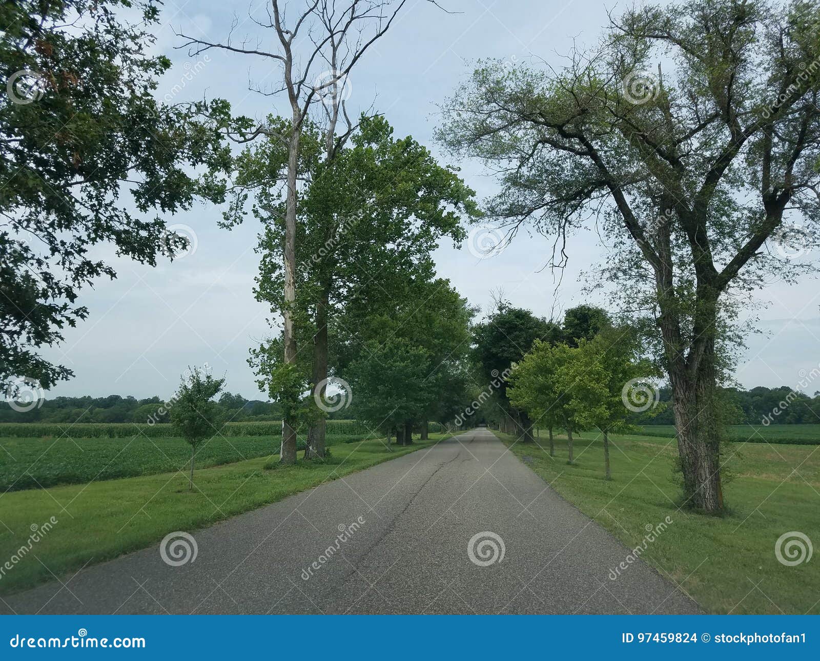 Long Road with Trees and Grass Stock Photo - Image of highway, grove ...