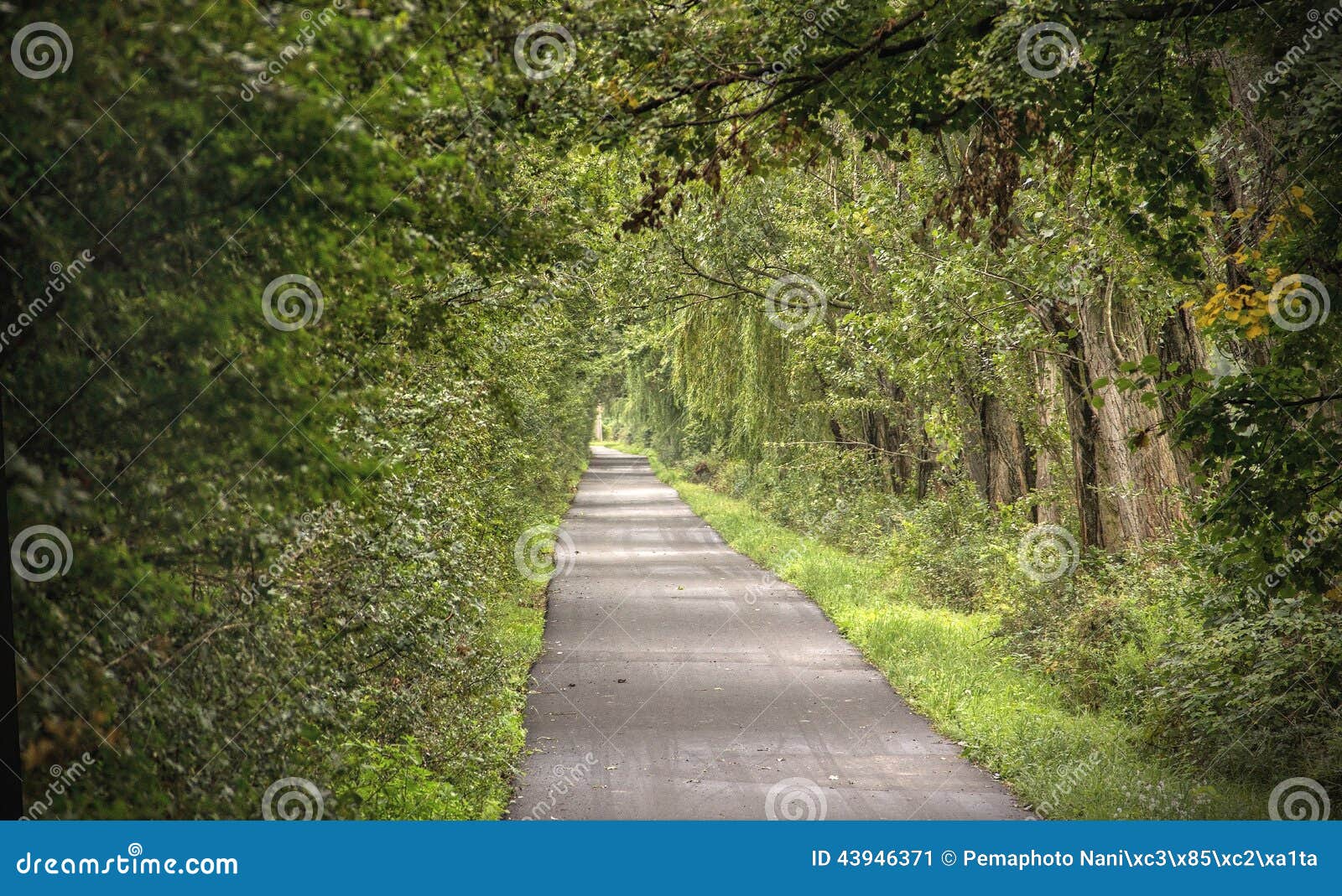 Long Road Under Trees stock image. Image of greenfield - 43946371