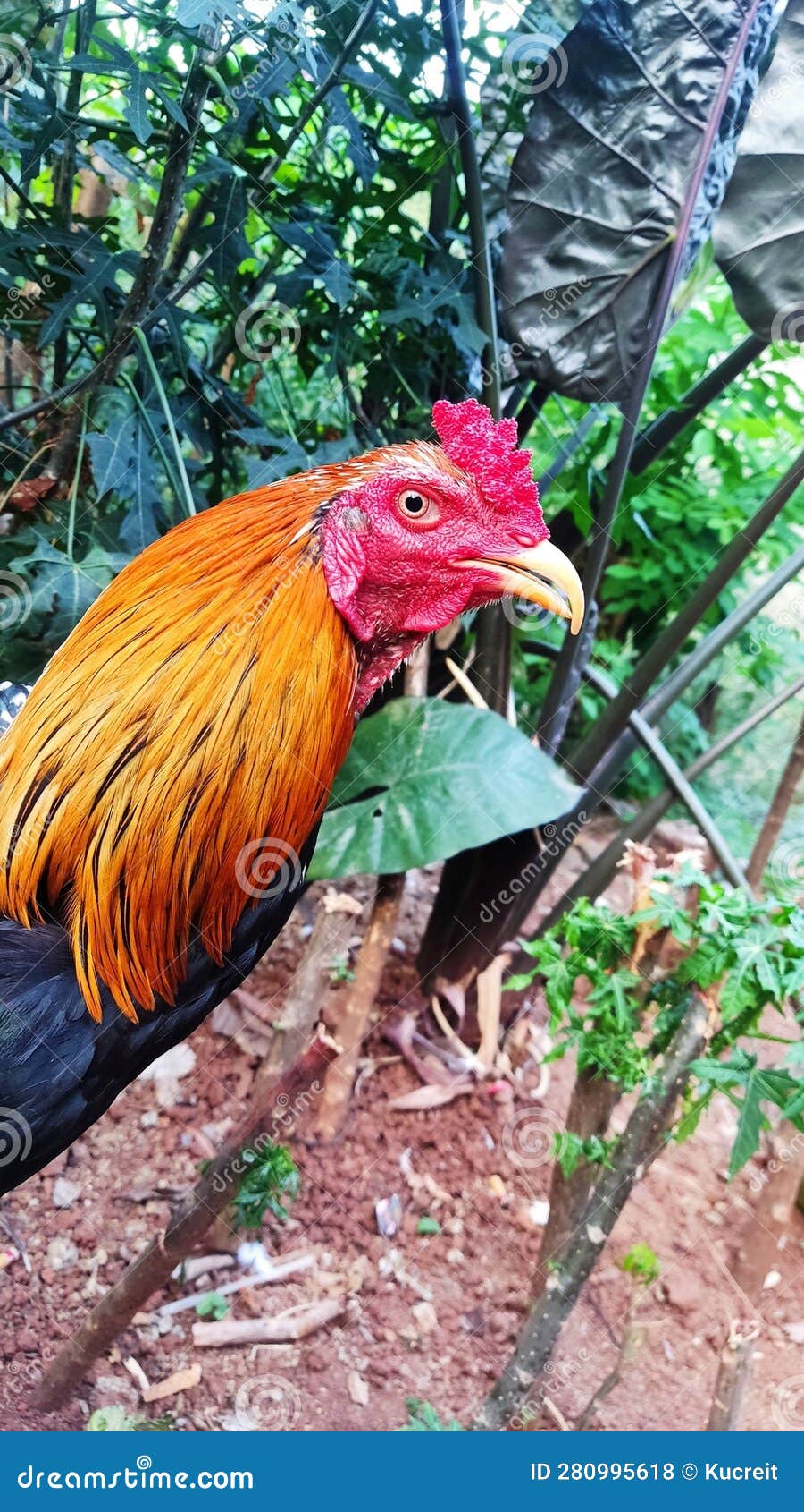 Long Rooster Beak Like a Bird Stock Photo - Image of rooster, bird ...