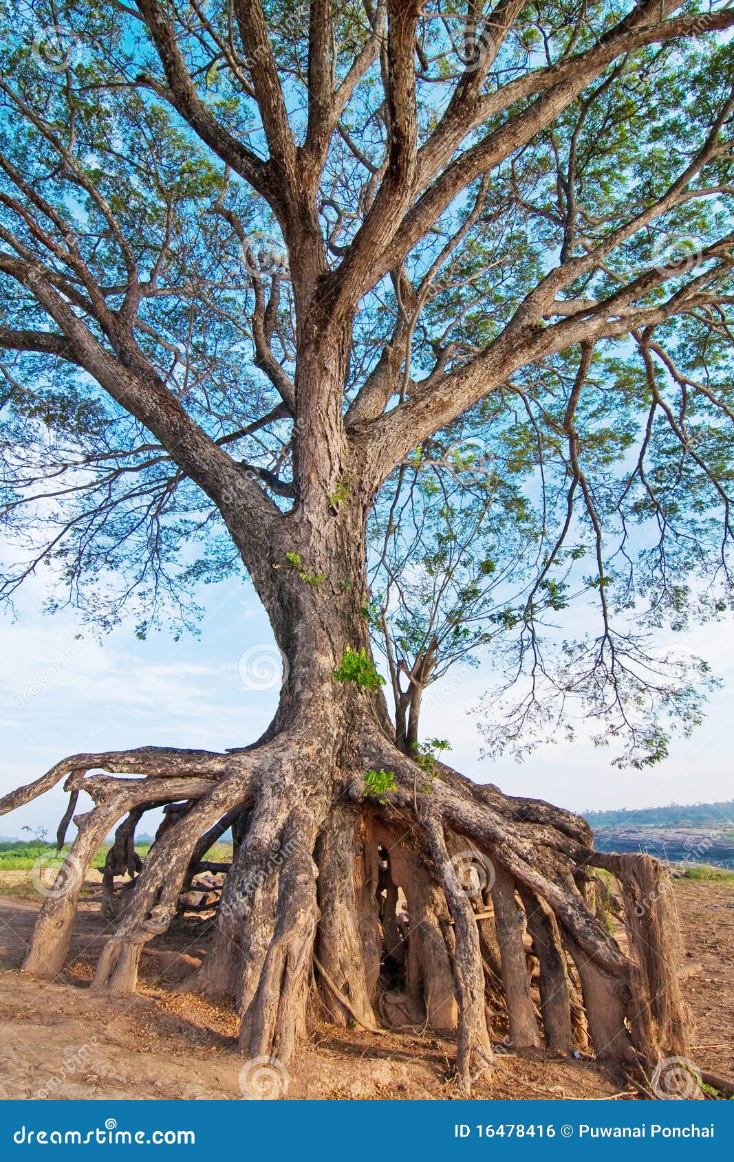 Long Root stock photo. Image of sampanbok, background - 16478416