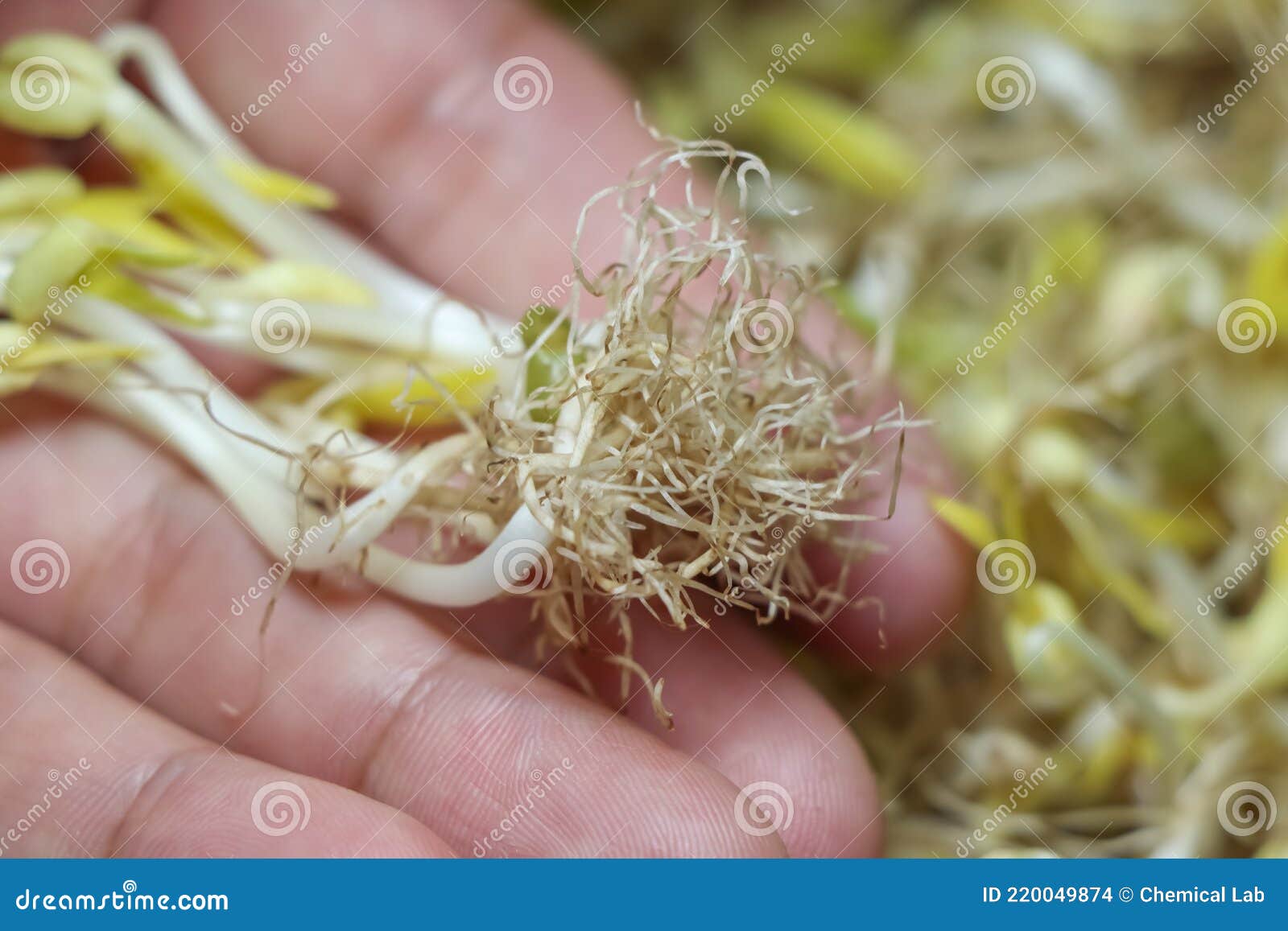Long root sprouts stock photo. Image of nature, cuisine - 220049874