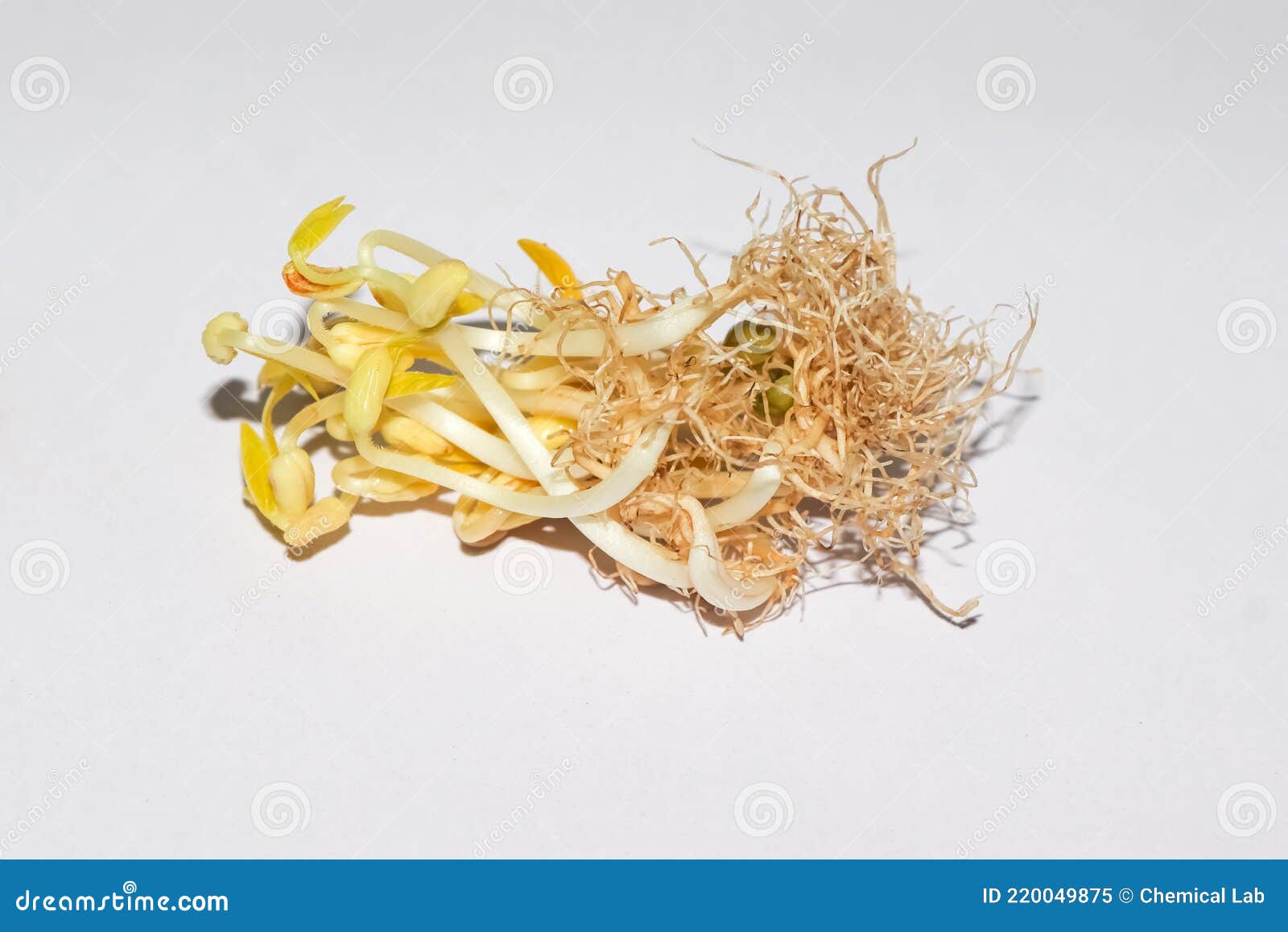 Long root sprouts stock image. Image of asian, delicious - 220049875