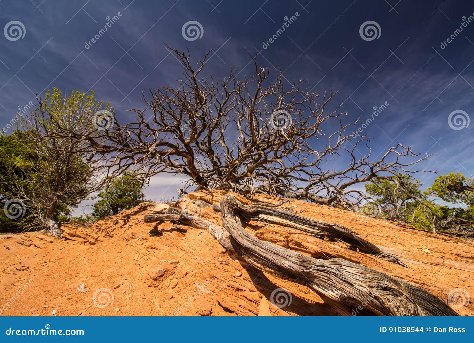 Long Roots Lead To a Gnarly Tree in the Desert. Stock Photo - Image of ...