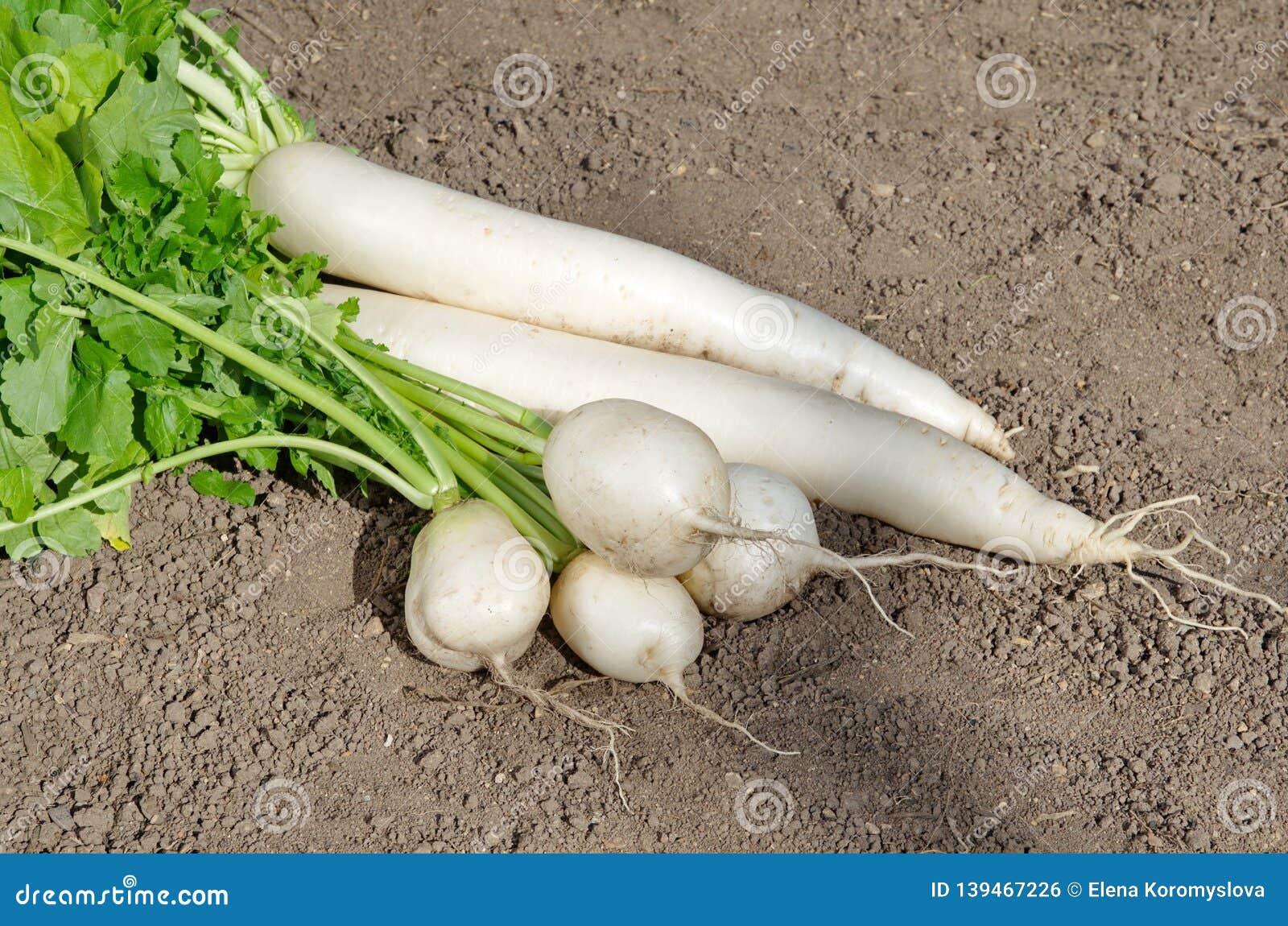 Different Varieties of Daikon Stock Photo - Image of vegetable, sunny ...